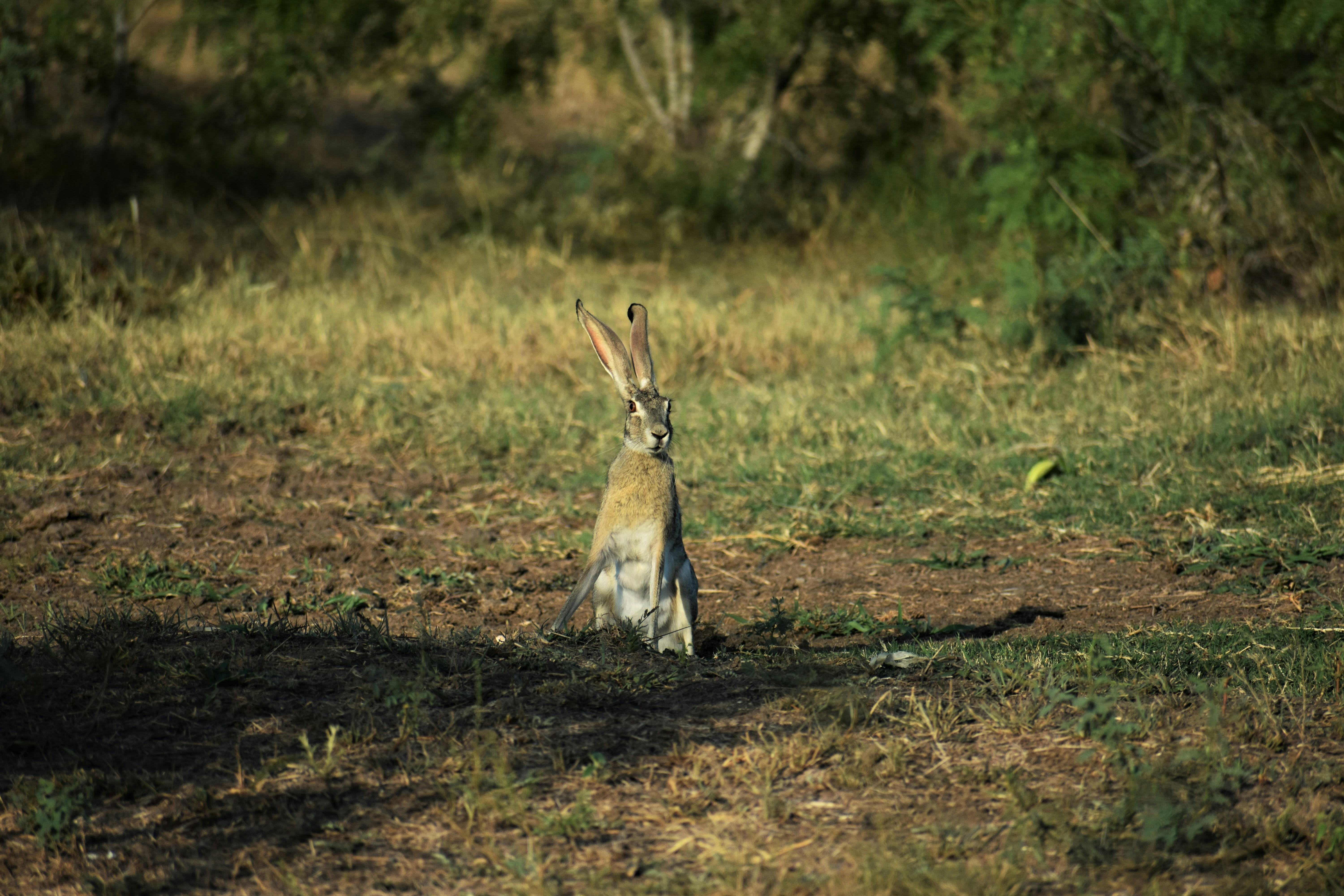 Antelope Jackrabbit Sitting on a Grass Field · Free Stock Photo