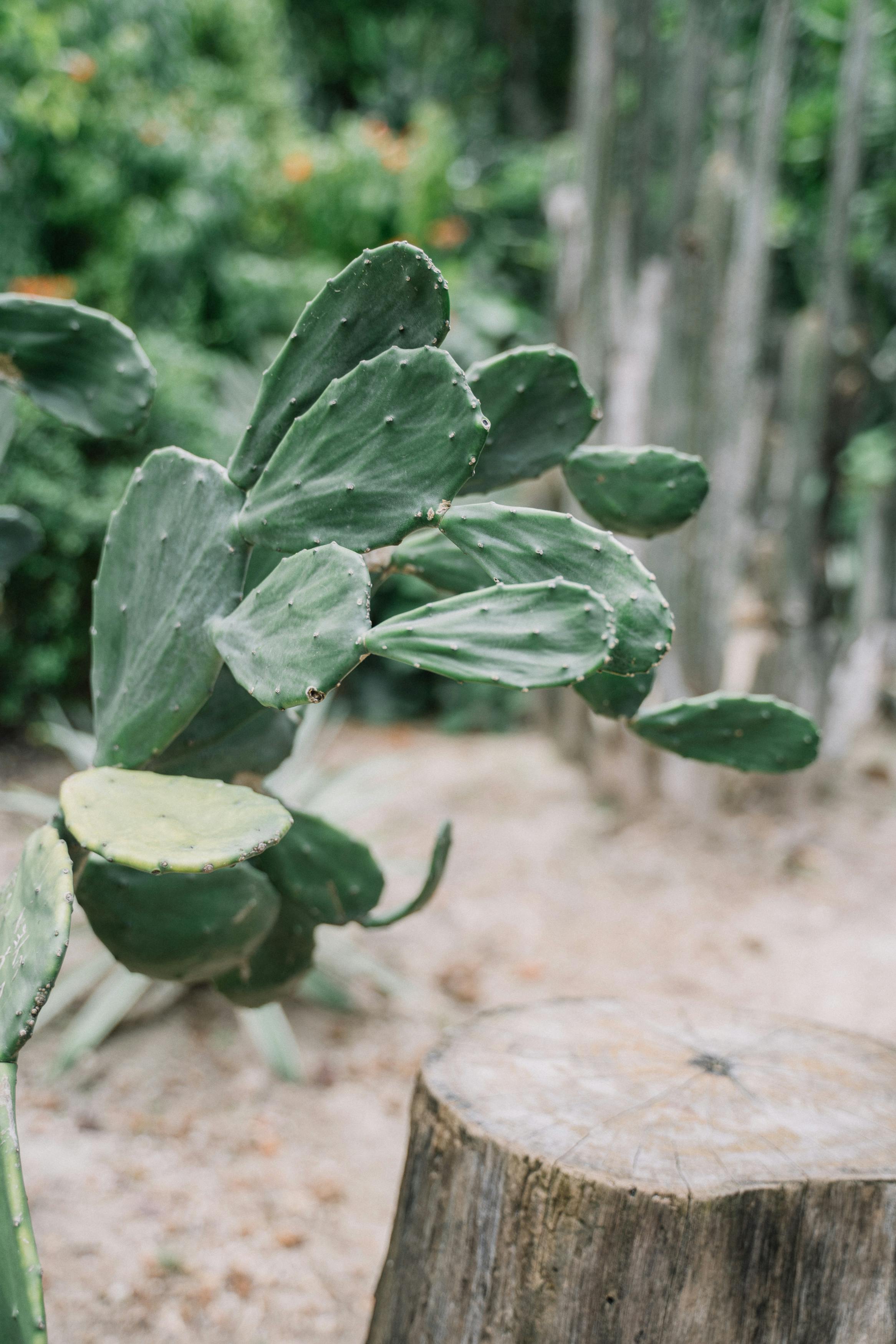 Kaktus Nopal Photos, Download The BEST Free Kaktus Nopal Stock Photos ...