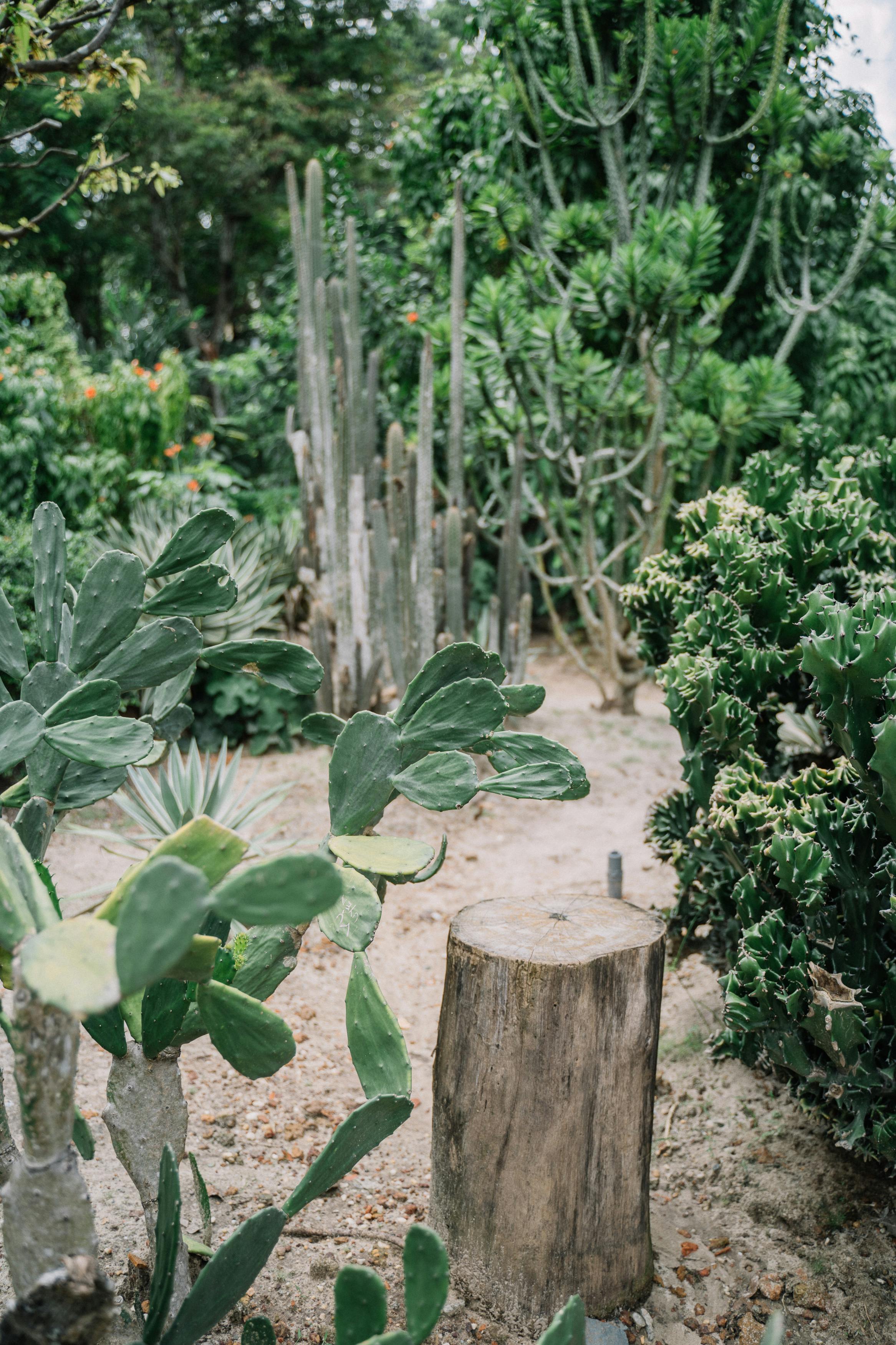 Green Big Leaf · Free Stock Photo