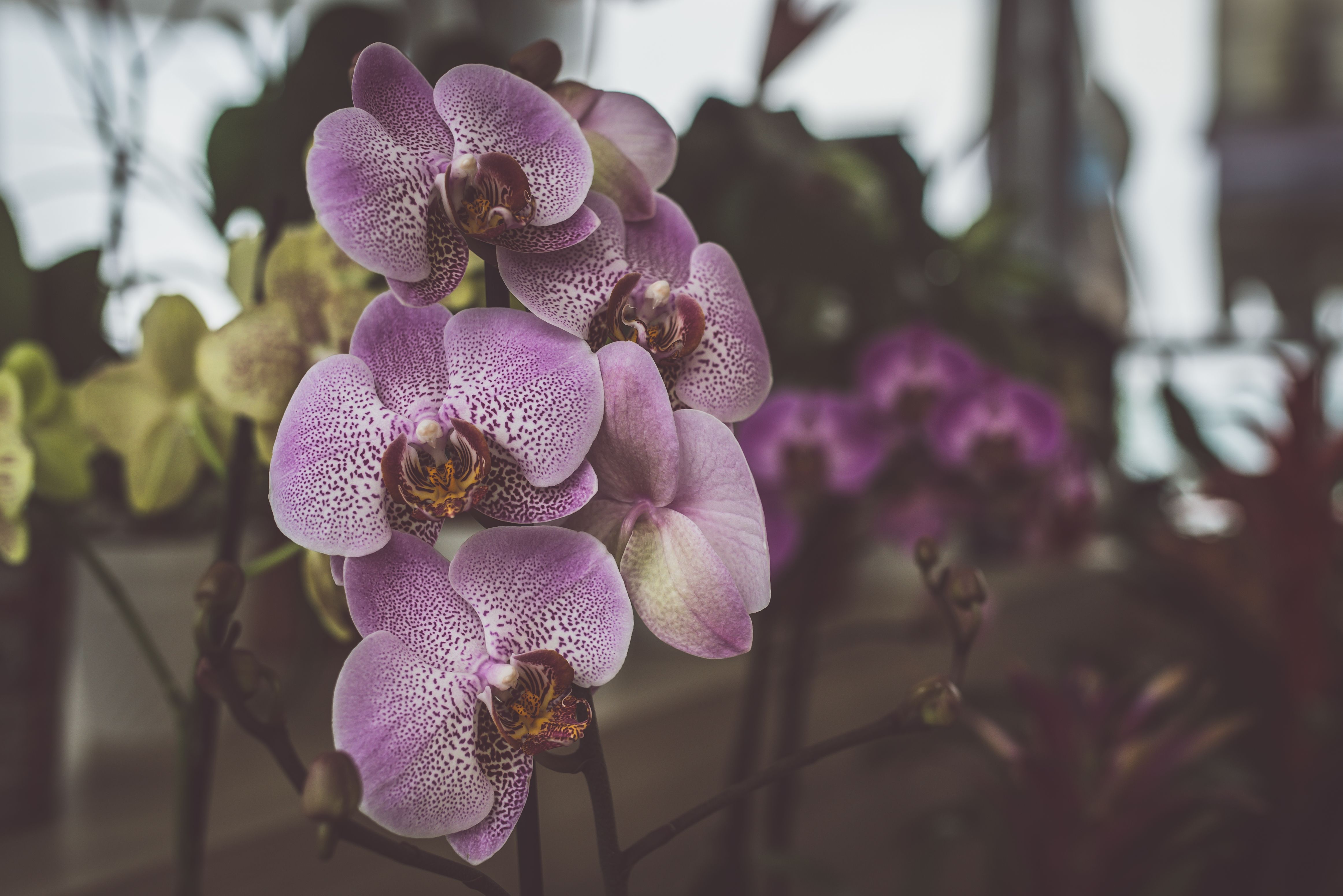 Purple Orchids · Free Stock Photo