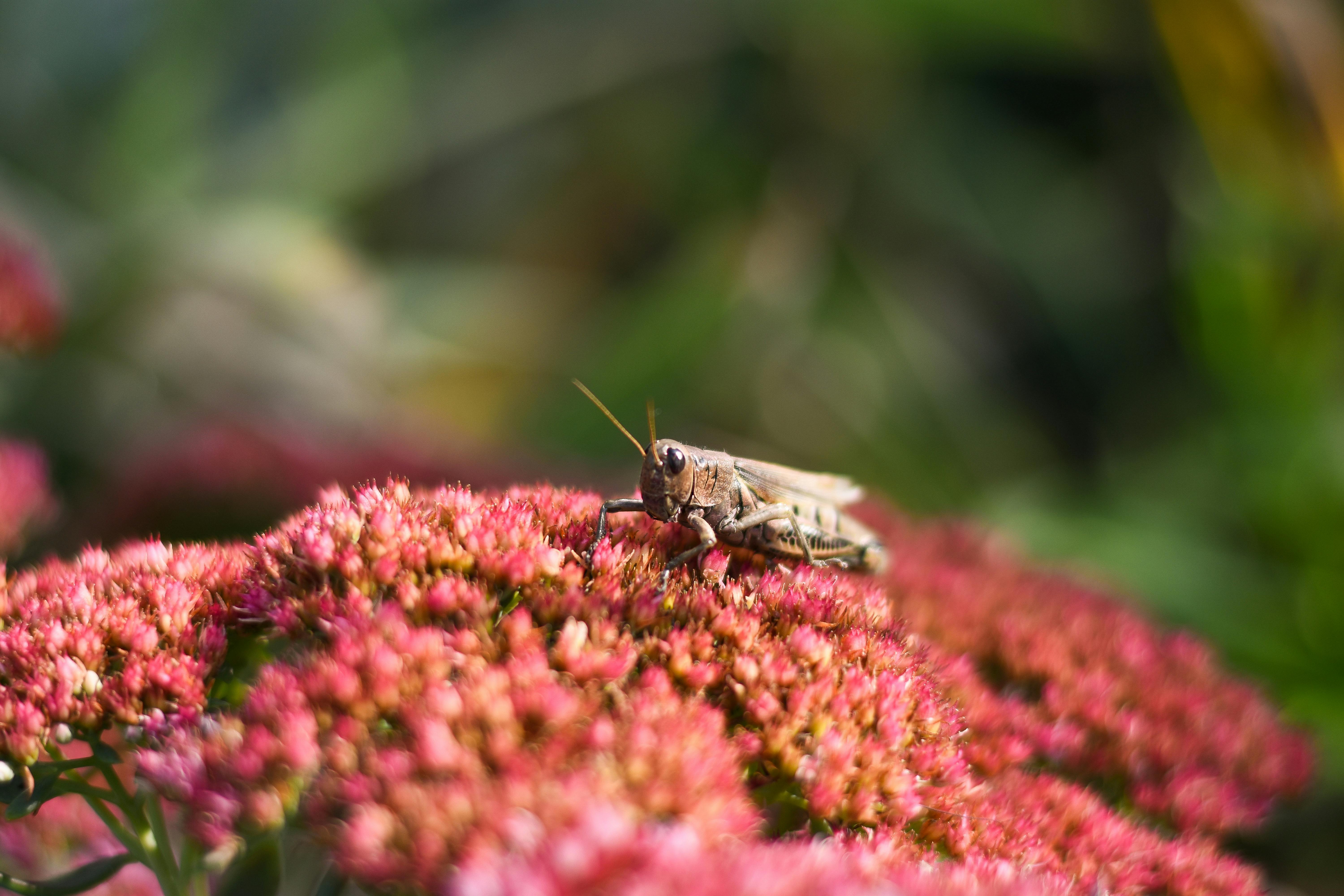 Foto de stock gratuita sobre de cerca, descansando, disparo macro ...