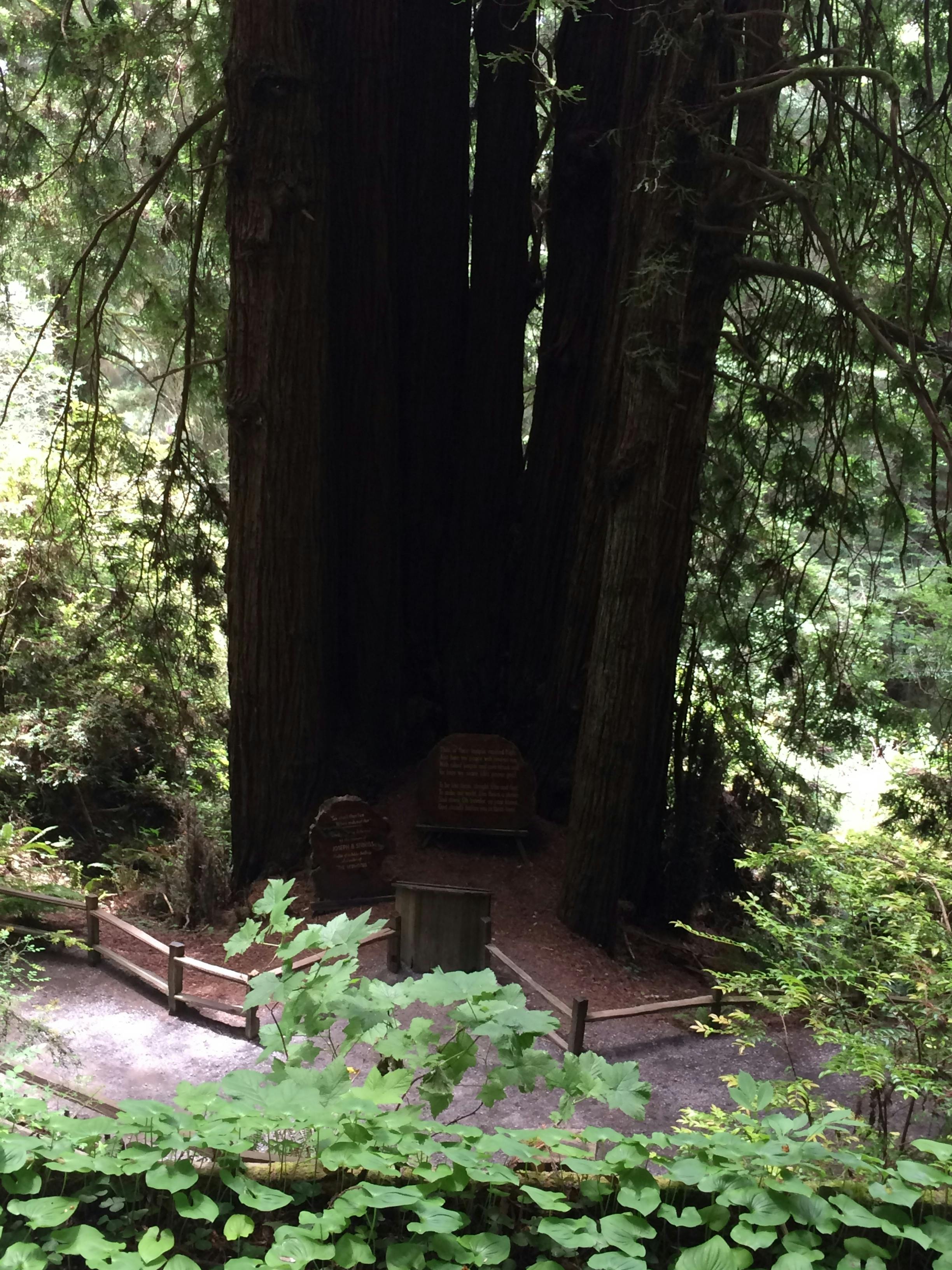 Jessica Courtney - Photography