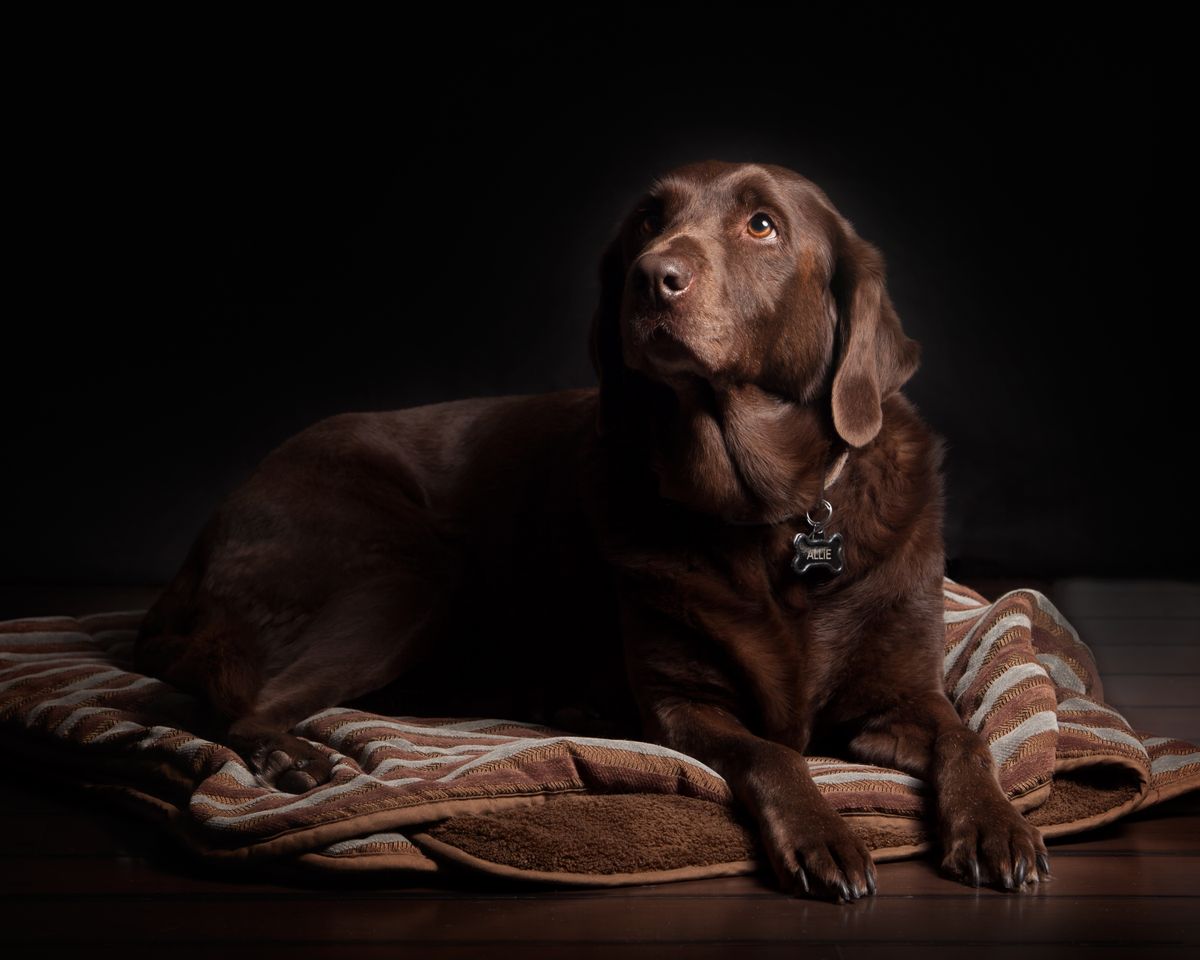 Brown Lab Complete Guide: Essential Tips and Techniques