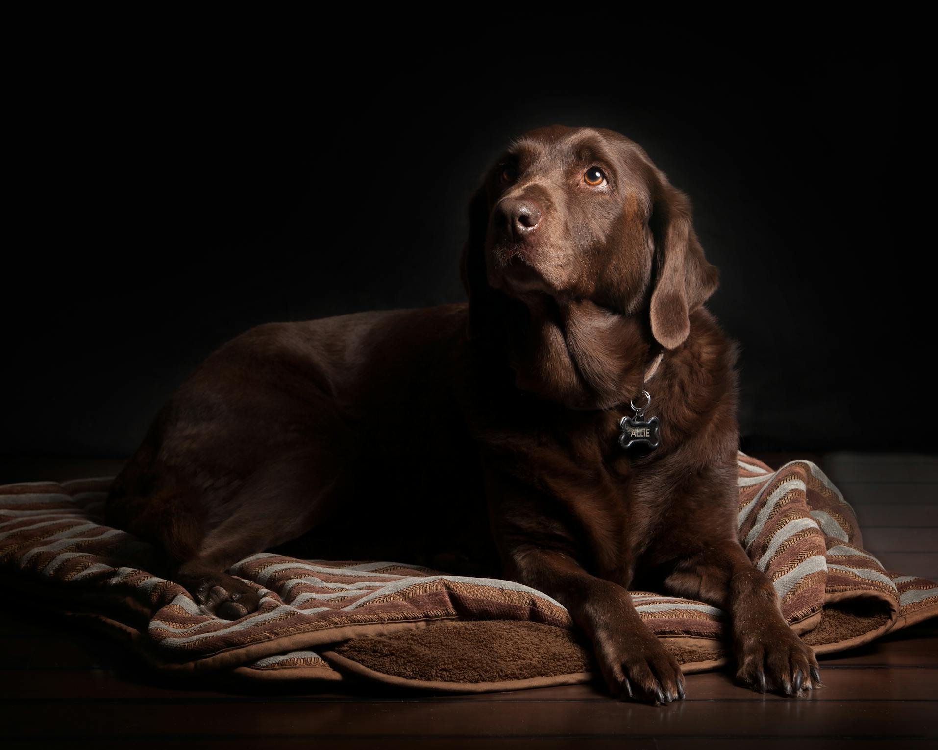American Chocolate Lab Guide: Essential Info for Owners