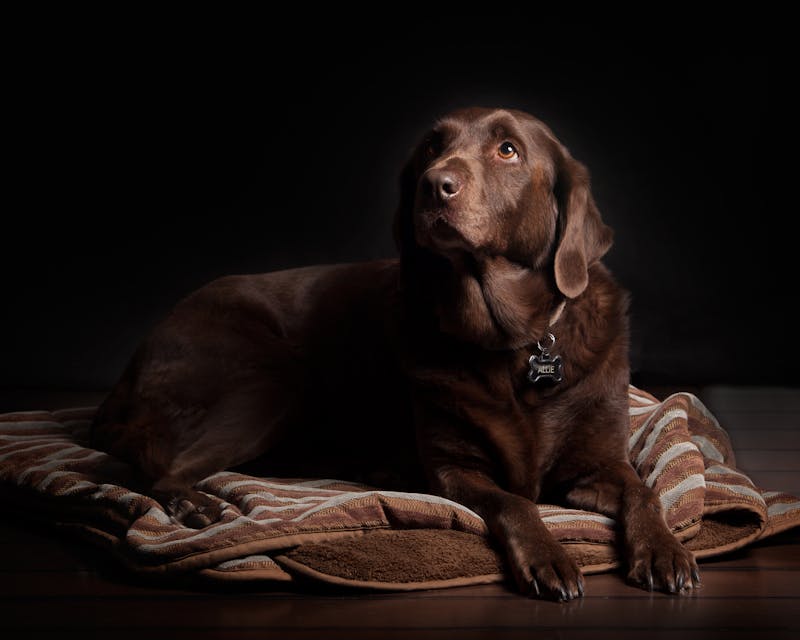 Brown Labrador Guide: From Puppy to Senior Dog
