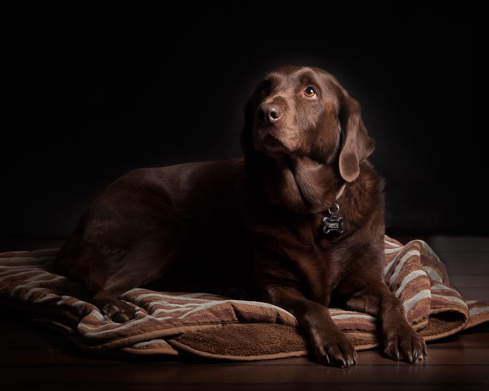 Unlocking Epistasis in Labradors: Genetic Secrets Revealed