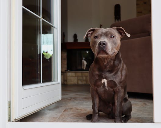 Staffordshire Bull Terrier Size and Growth Chart