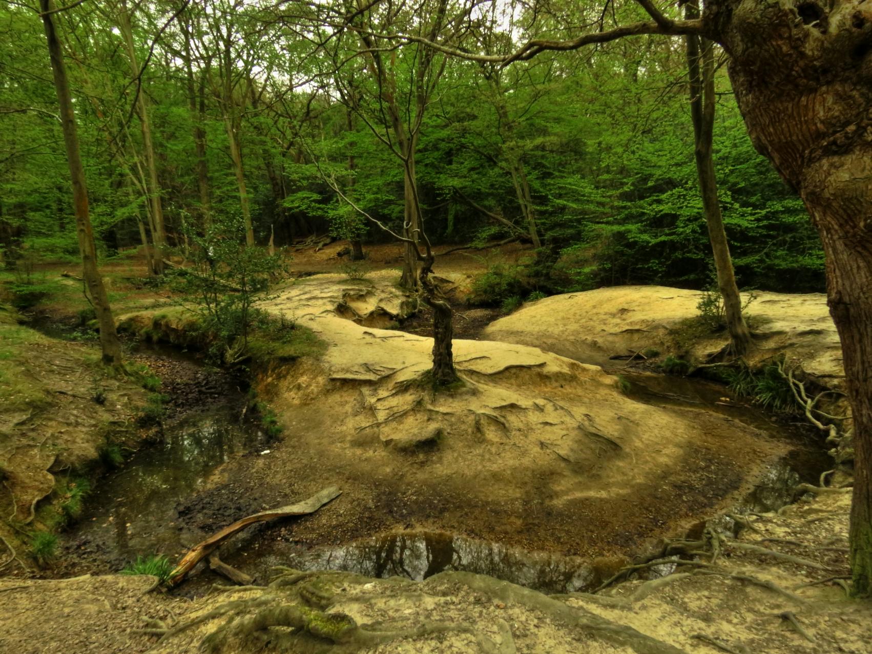 Free stock photo of green, meander, sand