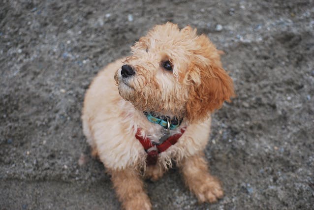 Do Goldendoodles Shed? Learn How to Minimize Their Shedding