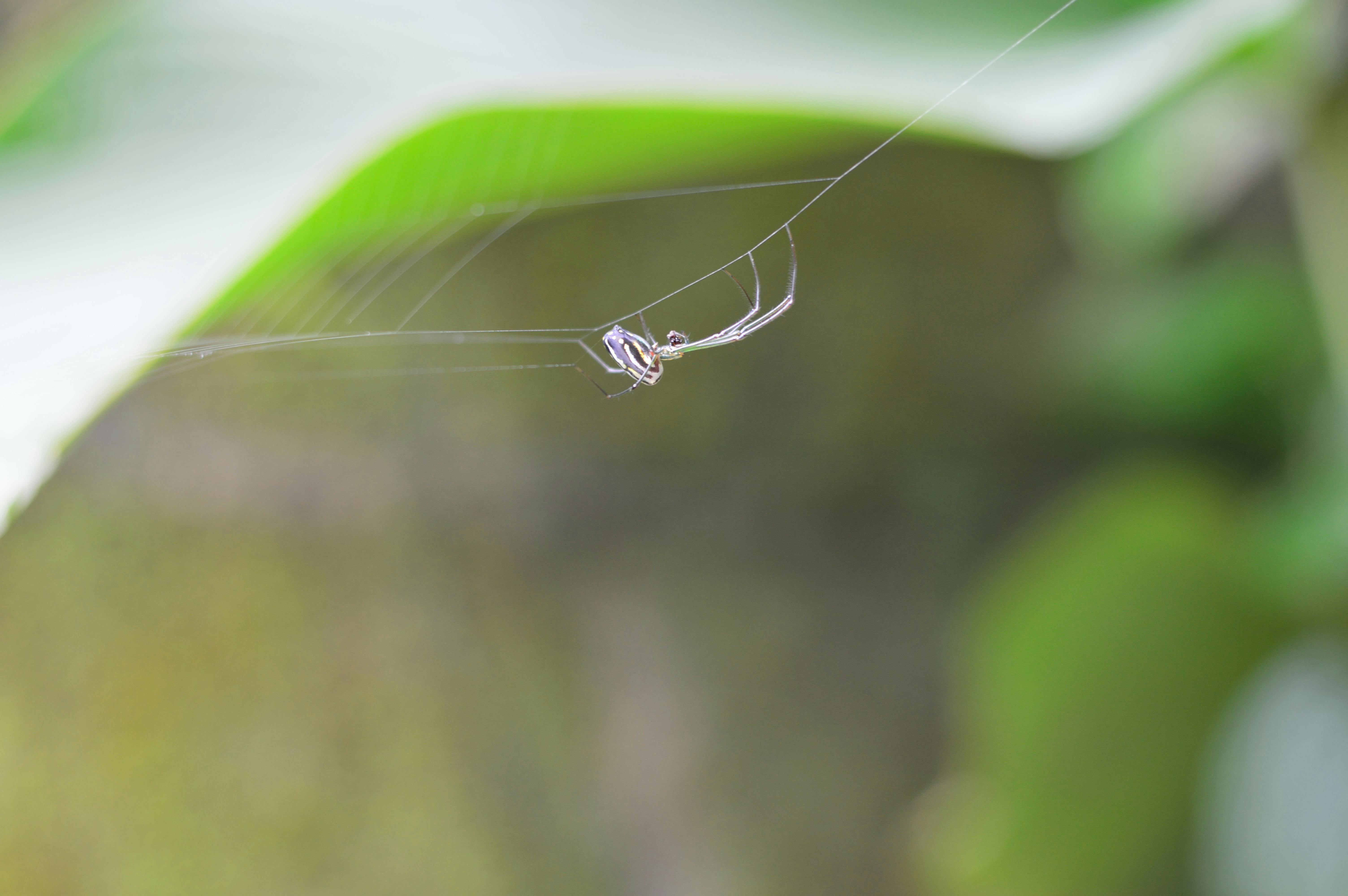 Black Spider · Free Stock Photo
