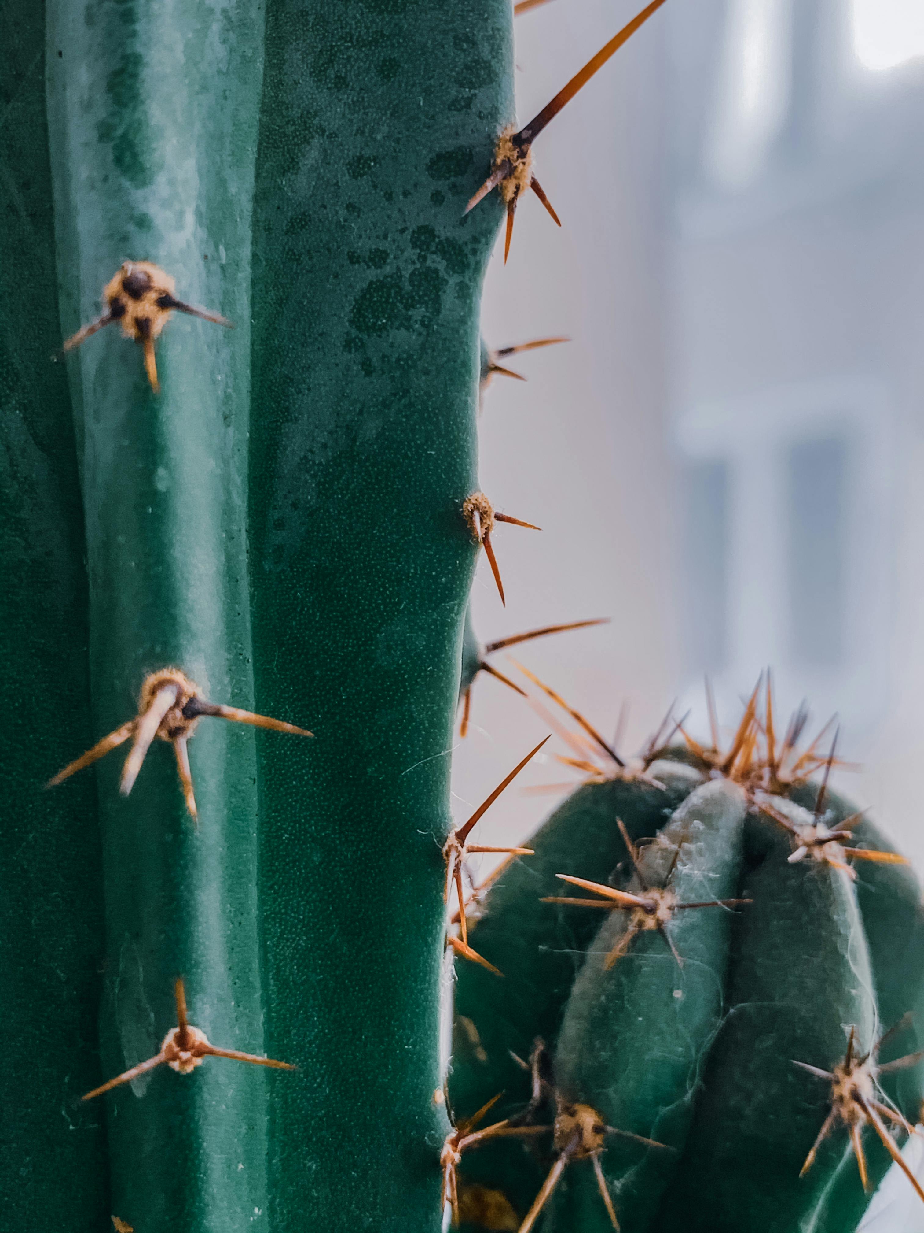 Natural cactus with prickly needles · Free Stock Photo