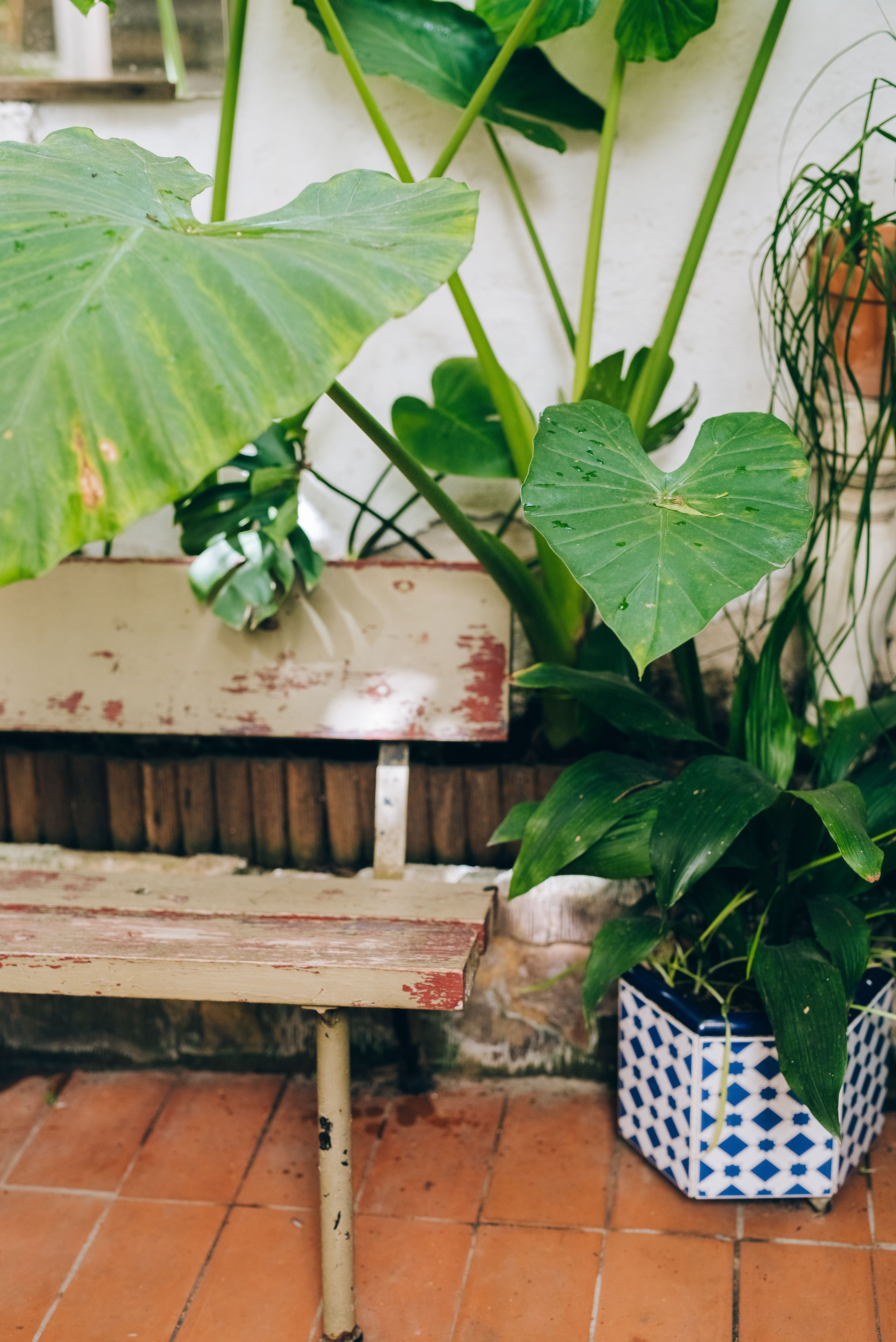 Green Plant Beside the Bench · Free Stock Photo