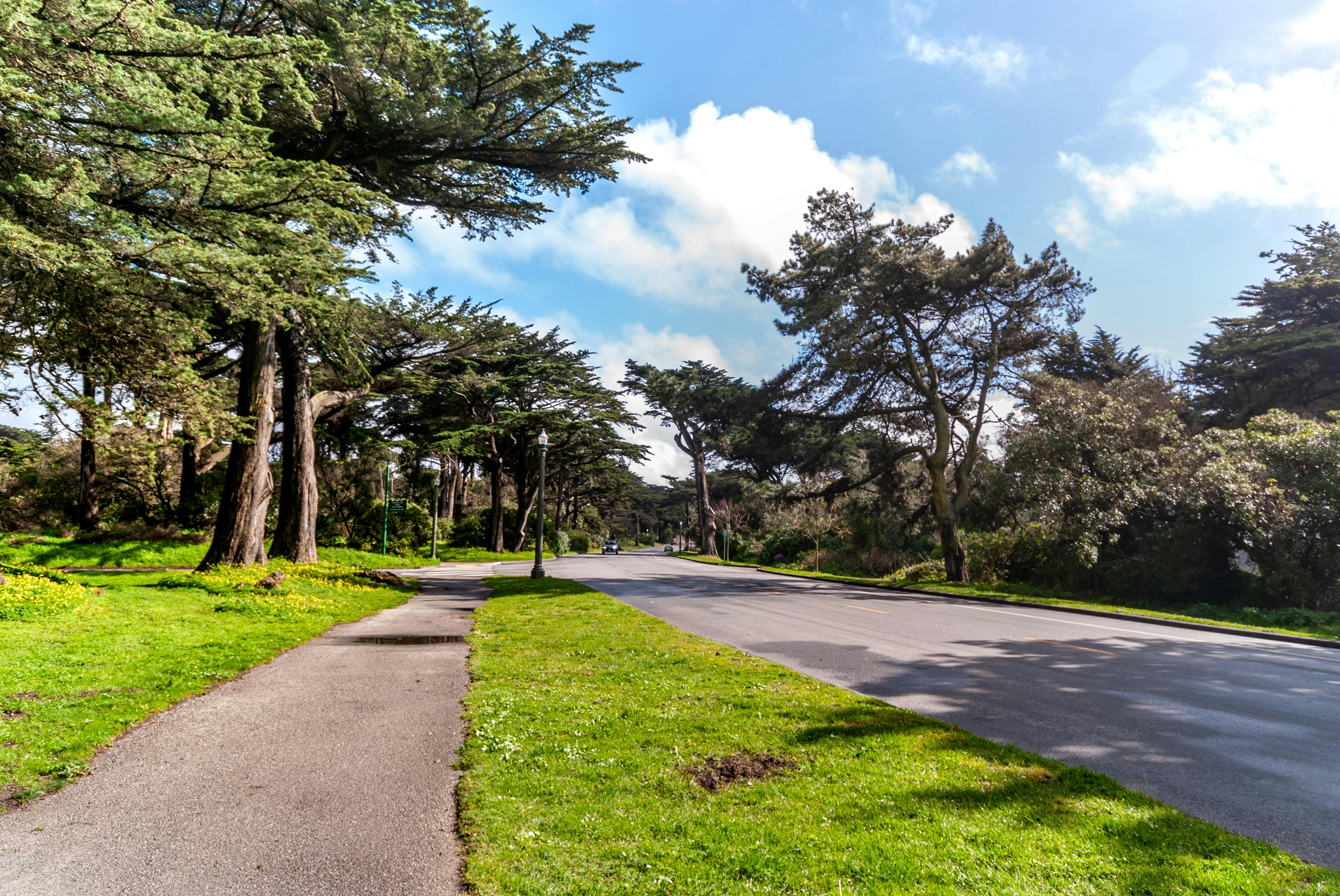 Trees along the Pavement and Road on a Sunny Day · Free Stock Photo