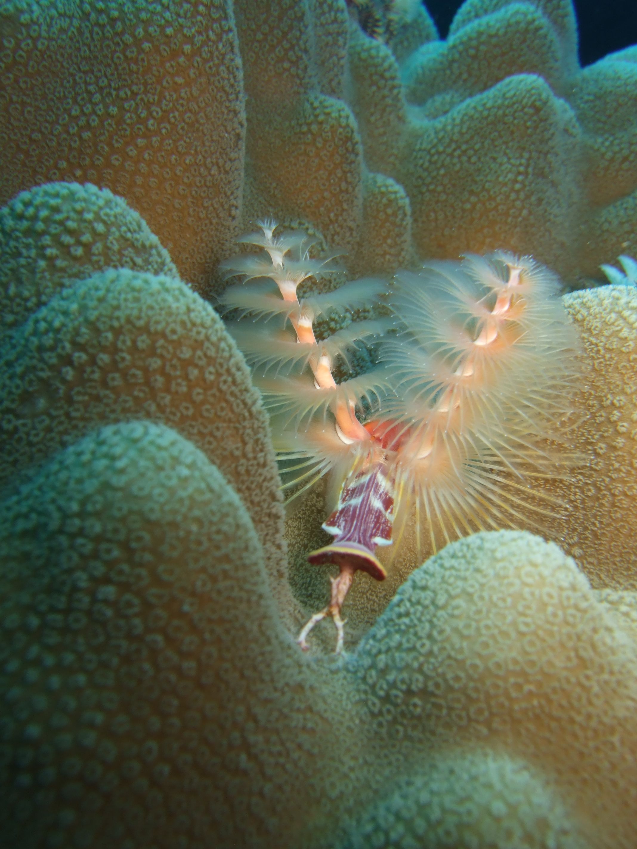 Extreme Close-up of a Sea Animal · Free Stock Photo