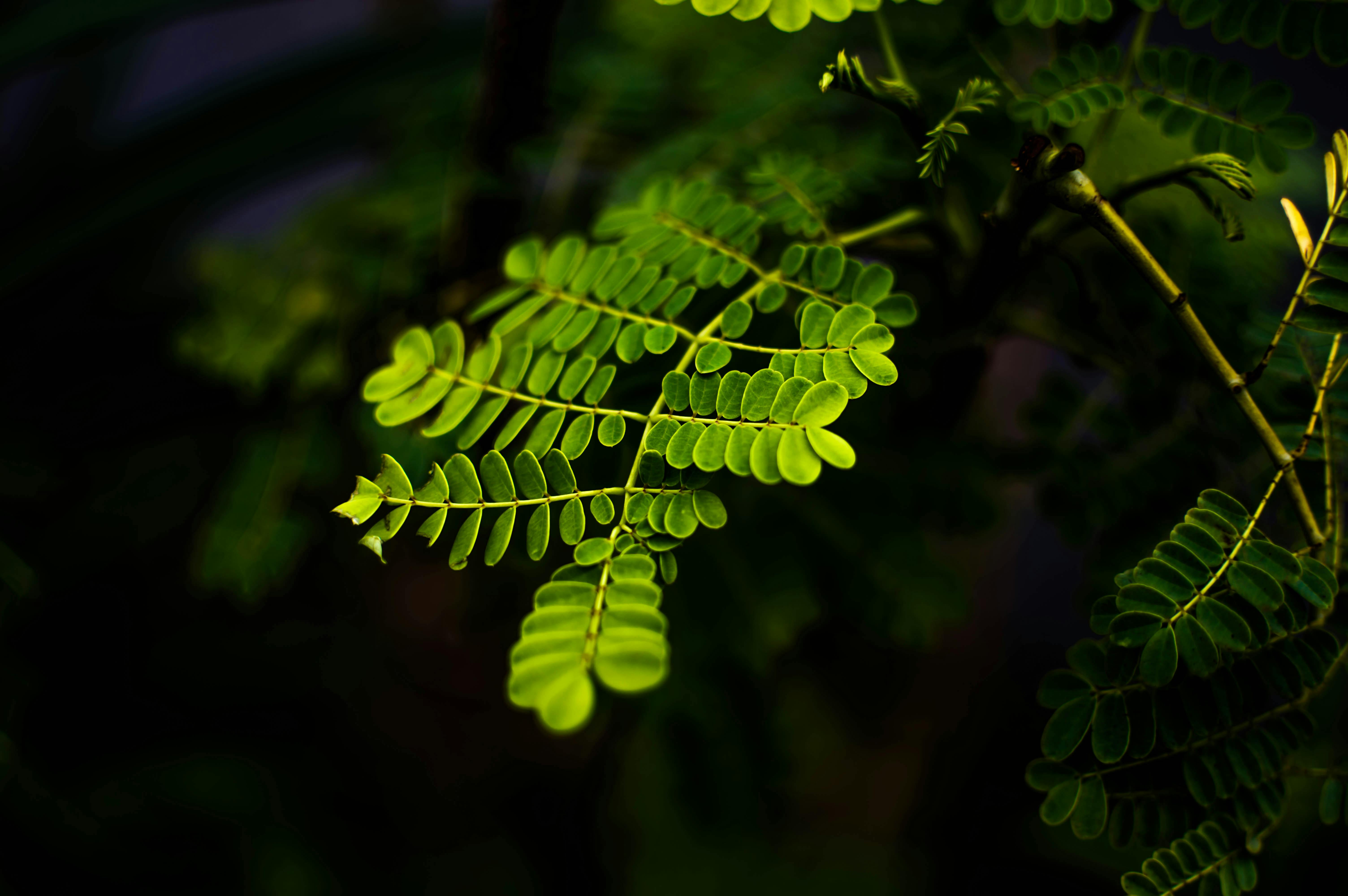 Tamarind (Imli) Photos, Download The BEST Free Tamarind (Imli) Stock ...