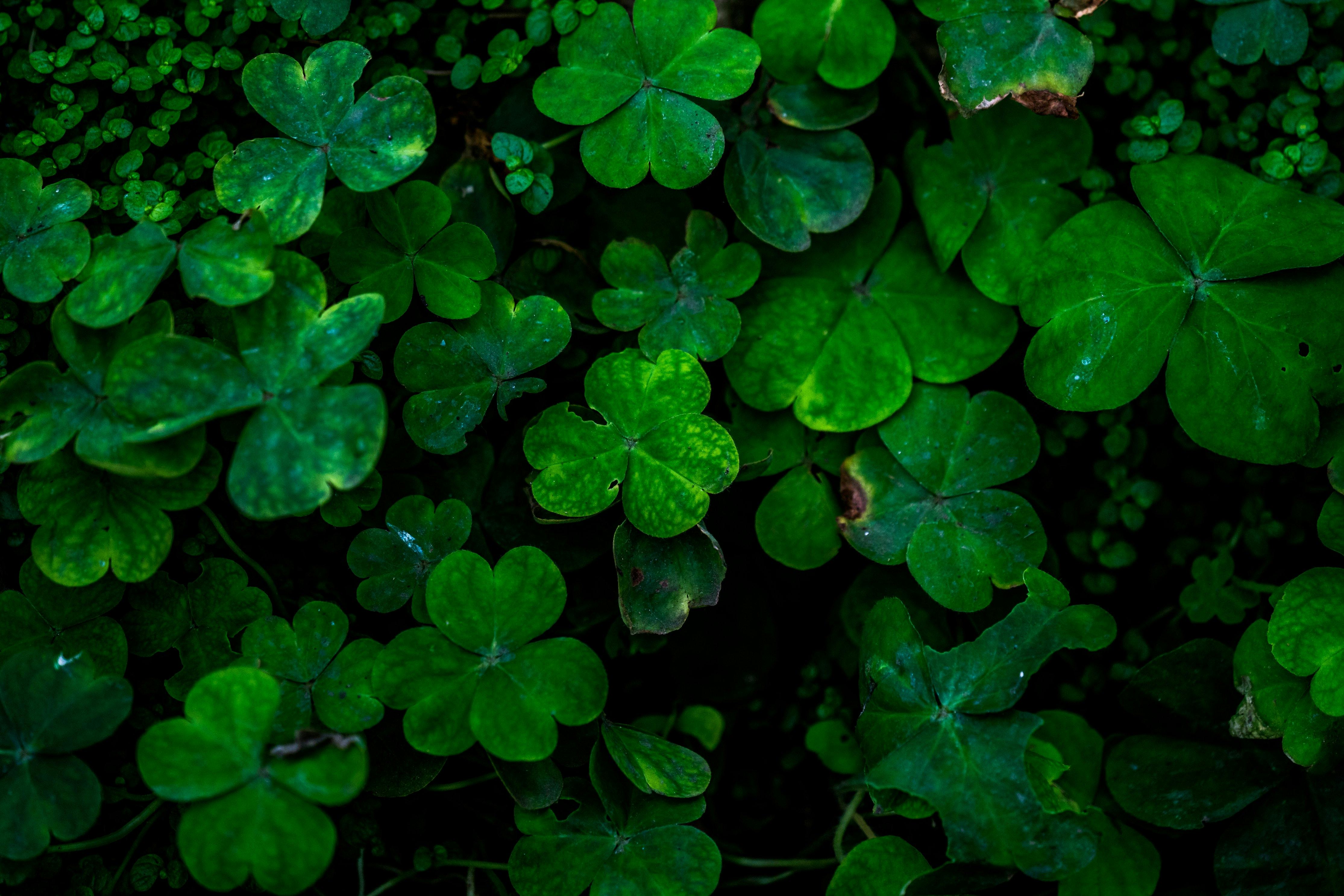 Close-up photo of green clover plants · Free Stock Photo