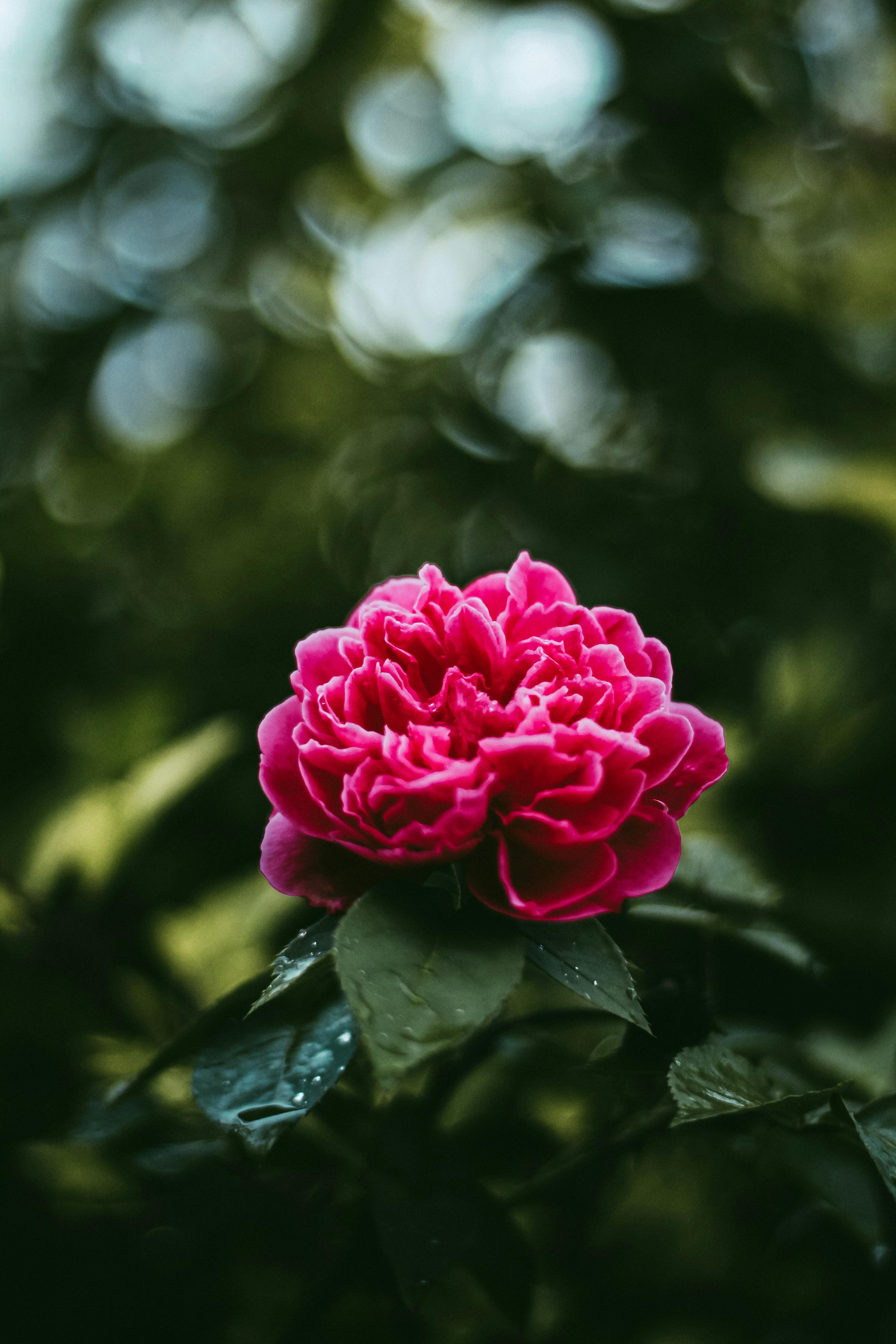 Pink Ct Photos, Download The BEST Free Pink Ct Stock Photos & HD Images