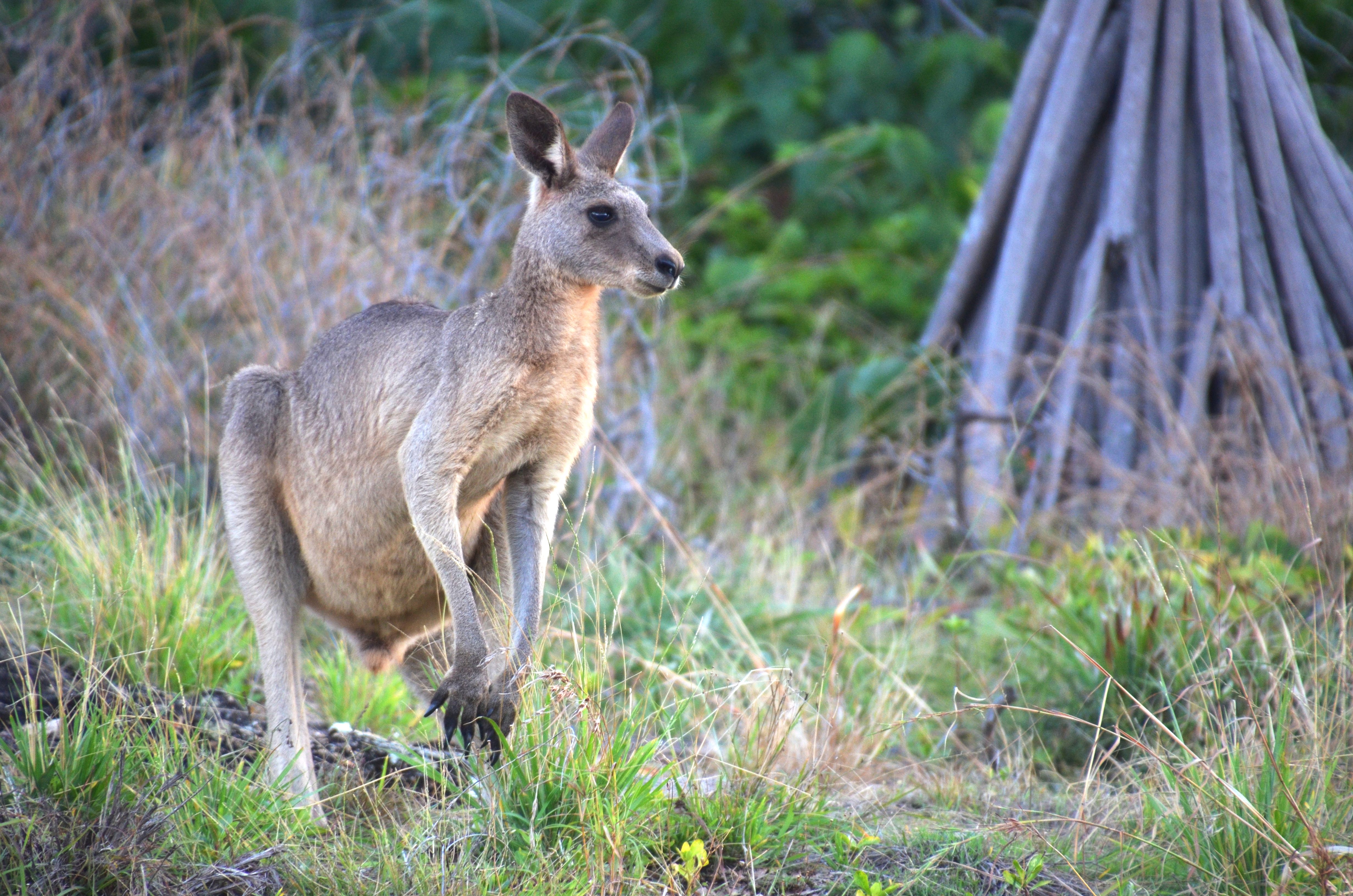 Free stock photo of australia, kangaroo, nature