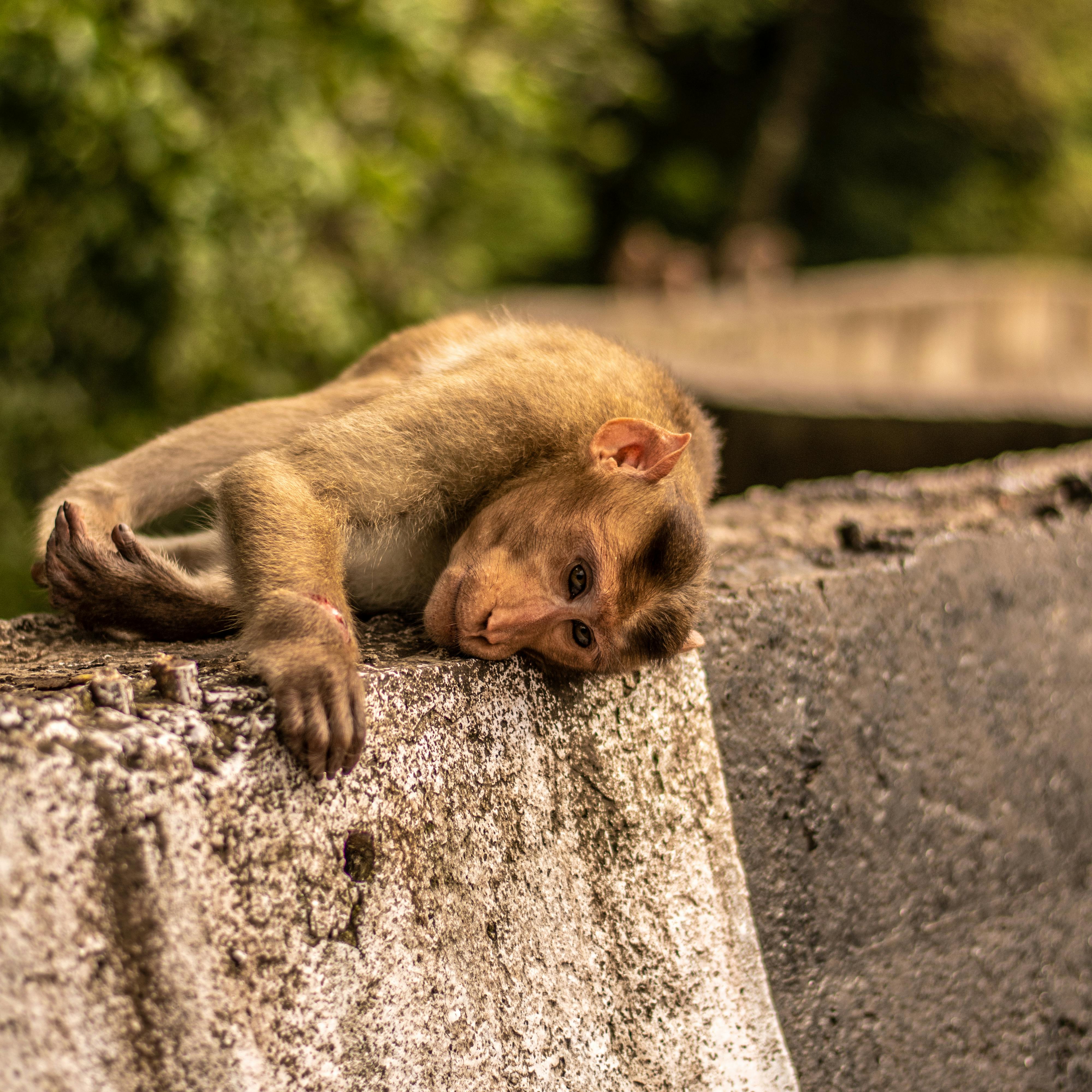 Photo of a Monkey · Free Stock Photo