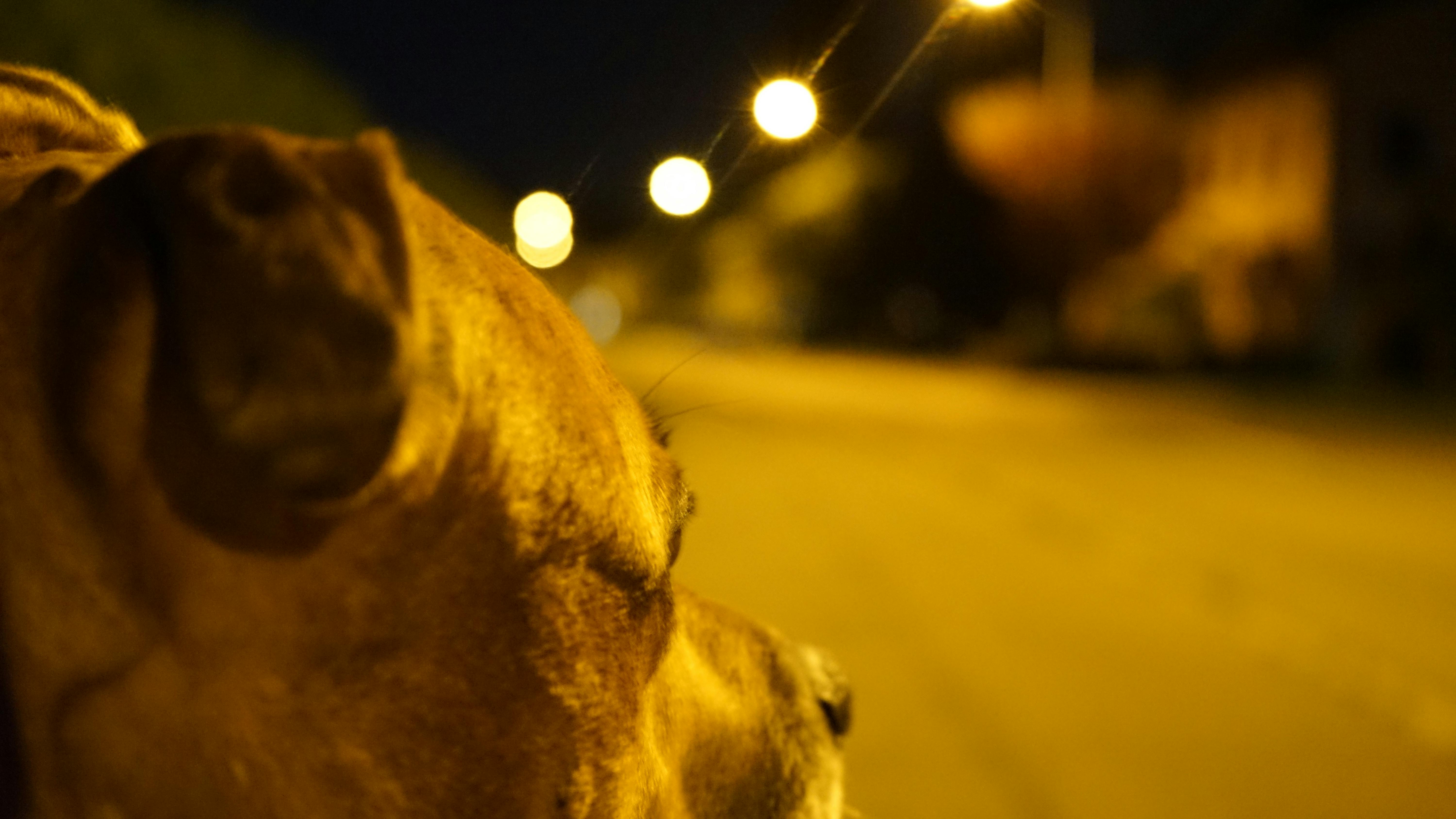 Free stock photo of dog, lights, night