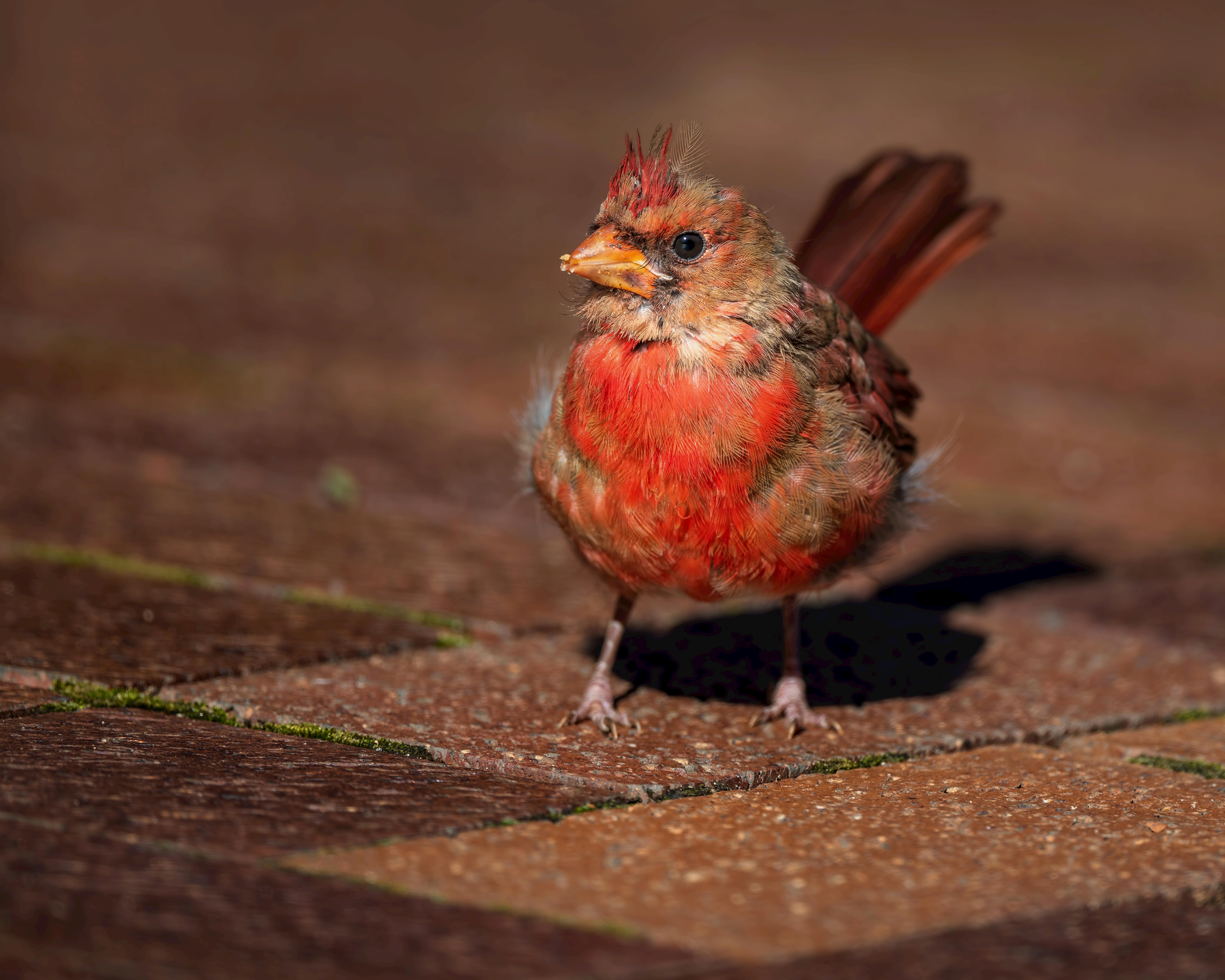 Common cardinal standing on paved ground · Free Stock Photo