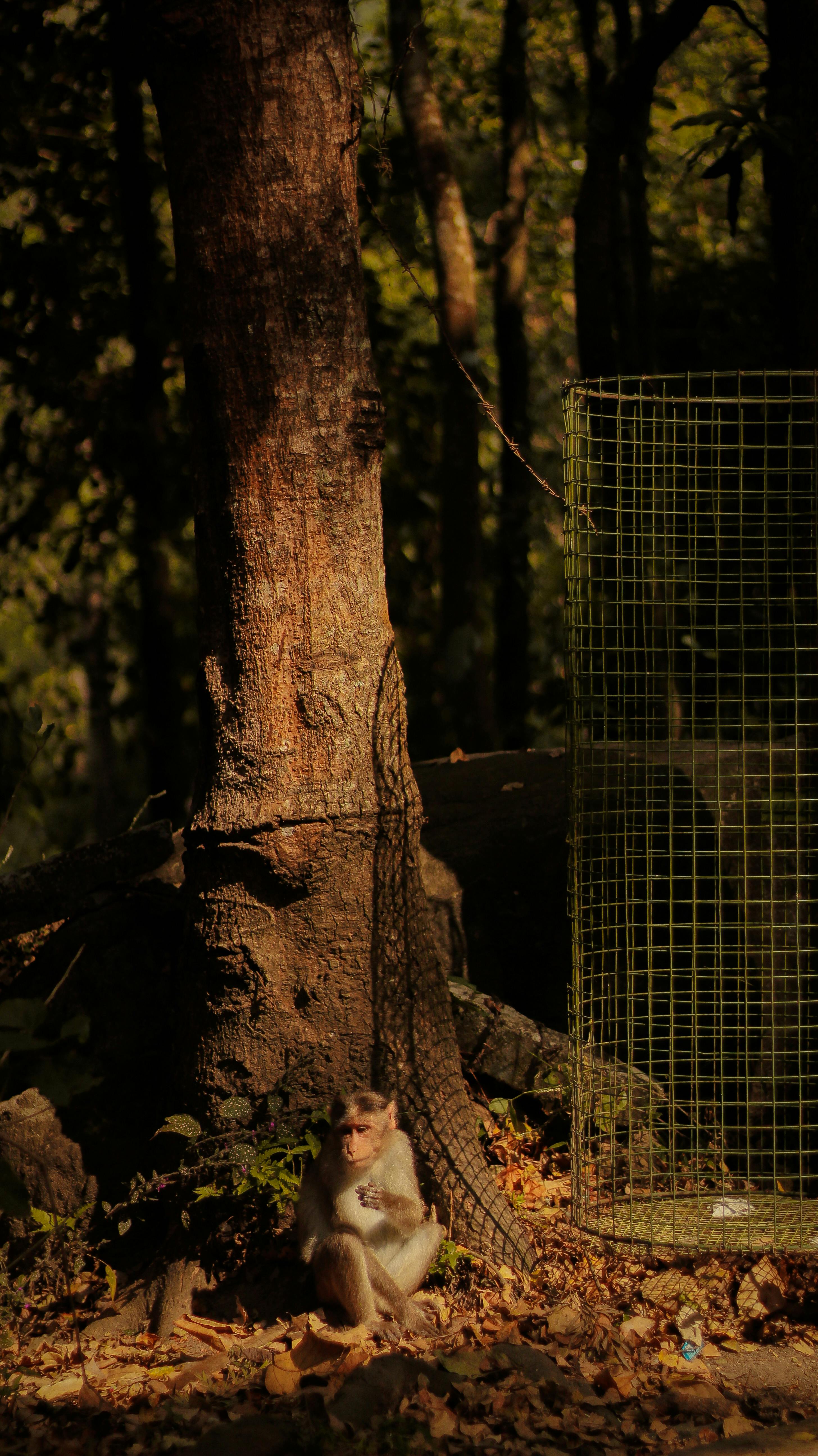 Caged Monkey Photos, Download The BEST Free Caged Monkey Stock Photos ...