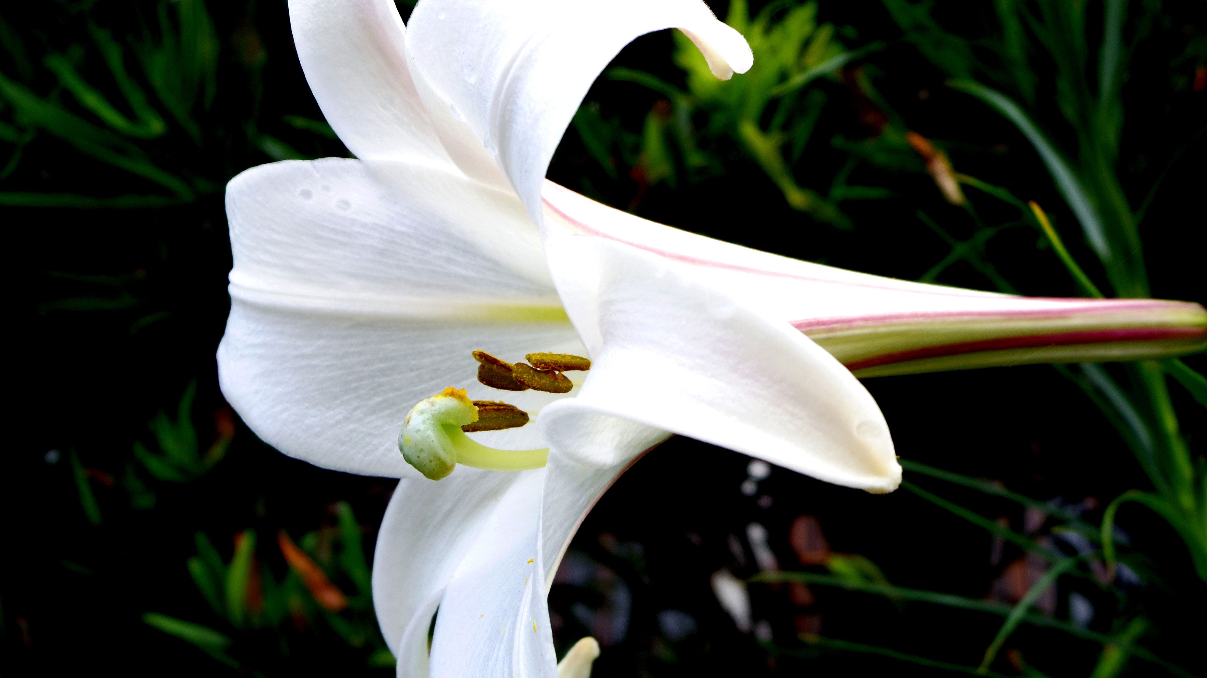 Jpeg Flower