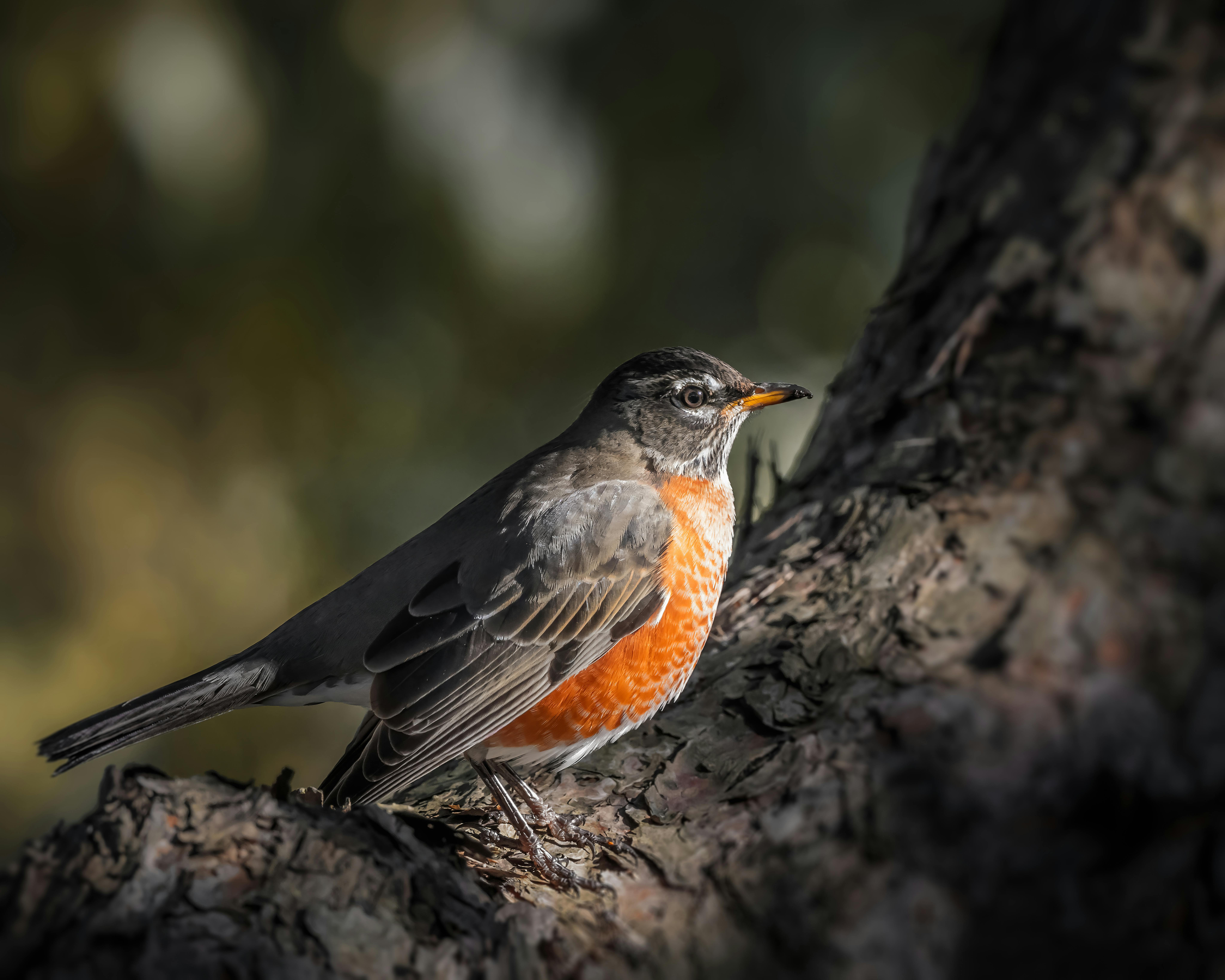 Cute robin sitting on tree branch · Free Stock Photo