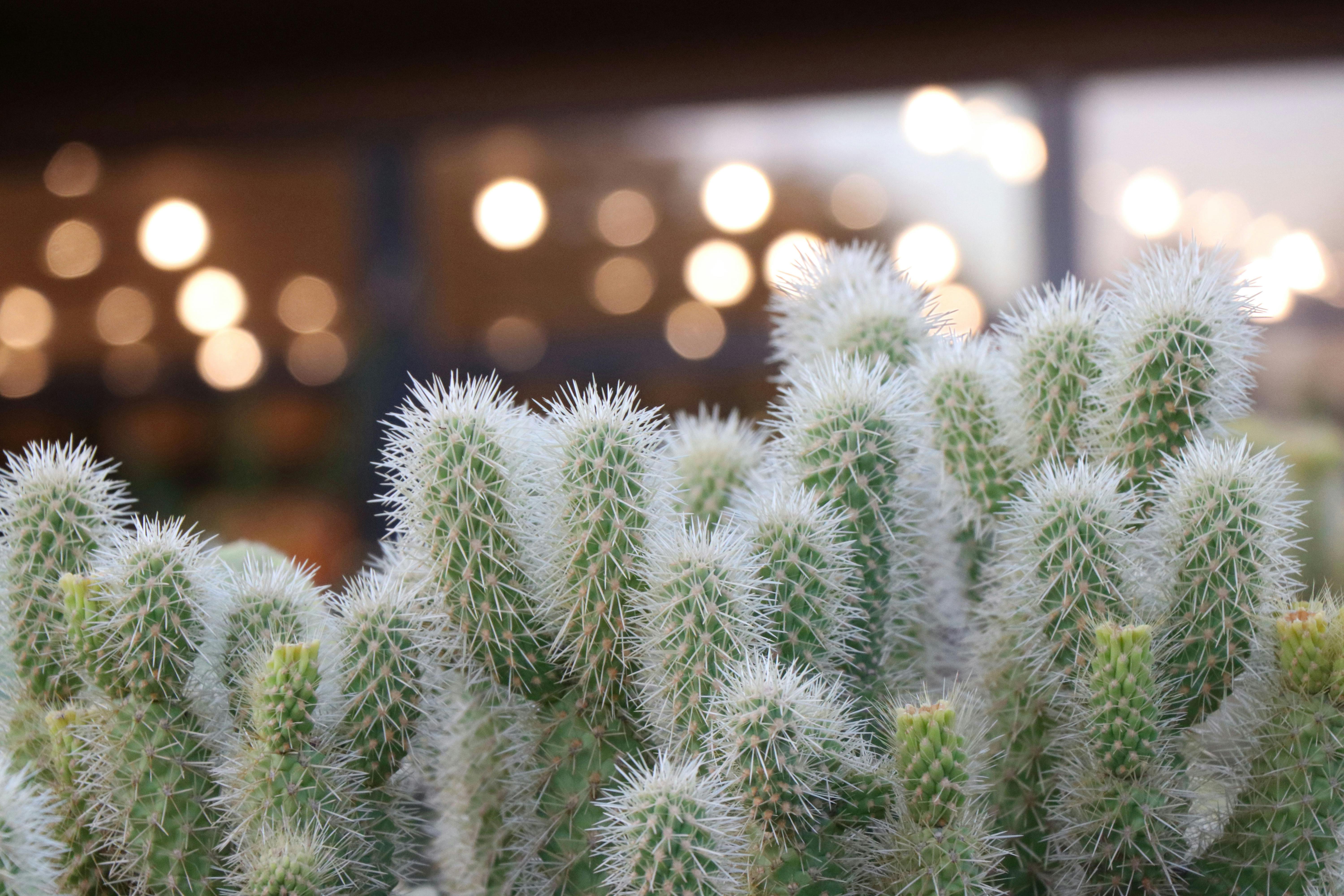 Photo of Cacti · Free Stock Photo