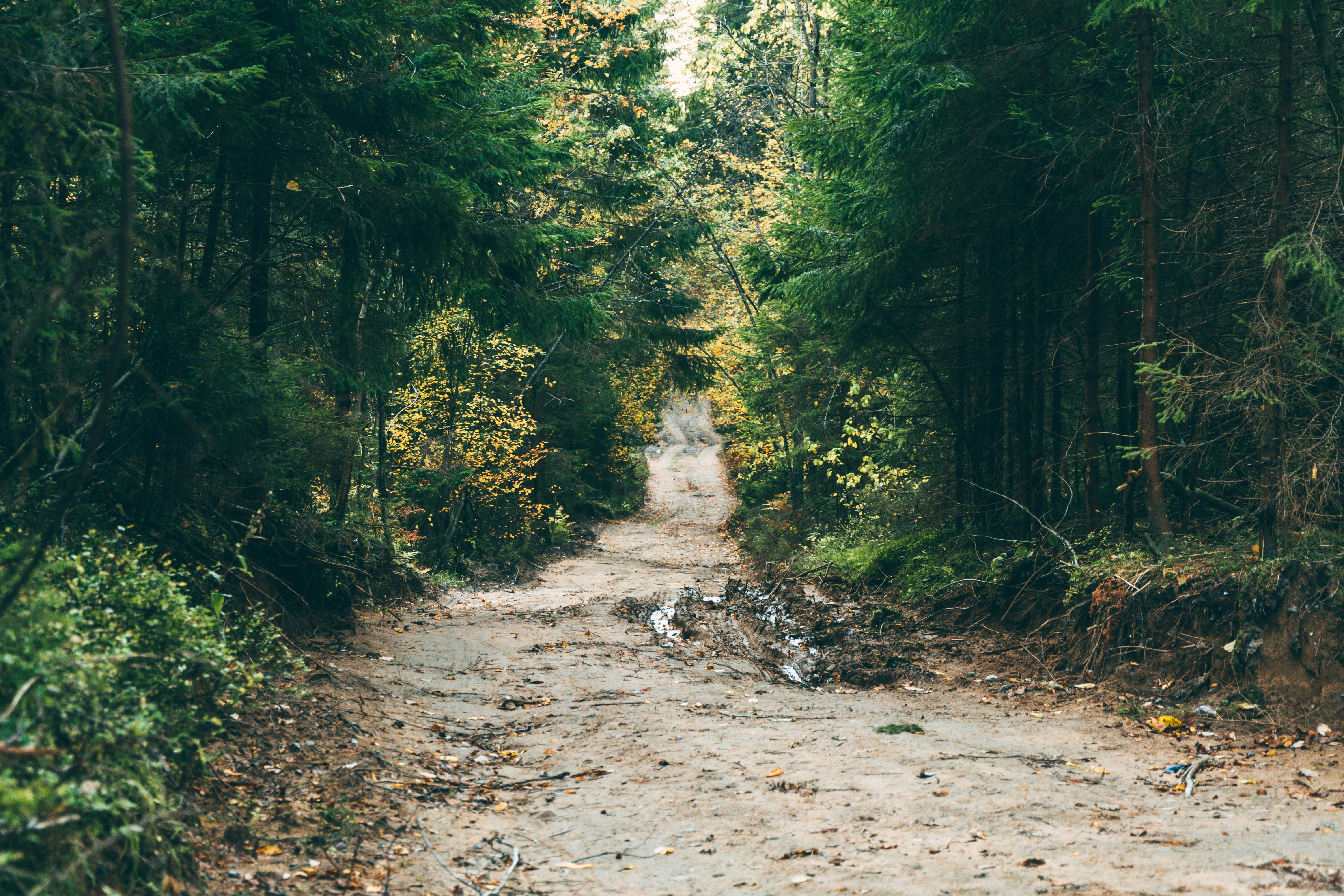Empty path between lush green trees in forest · Free Stock Photo