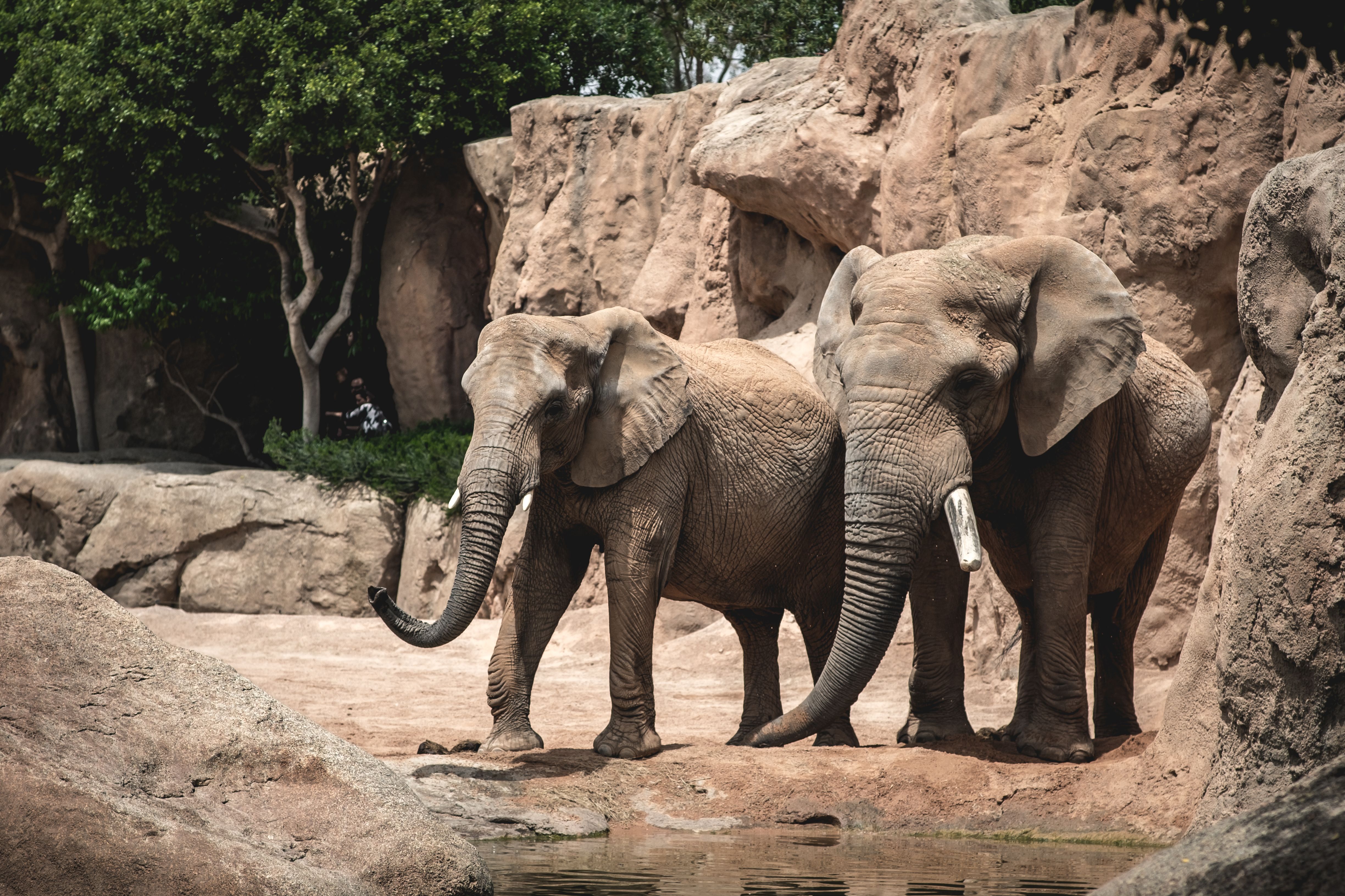 Elephants in a Zoo · Free Stock Photo