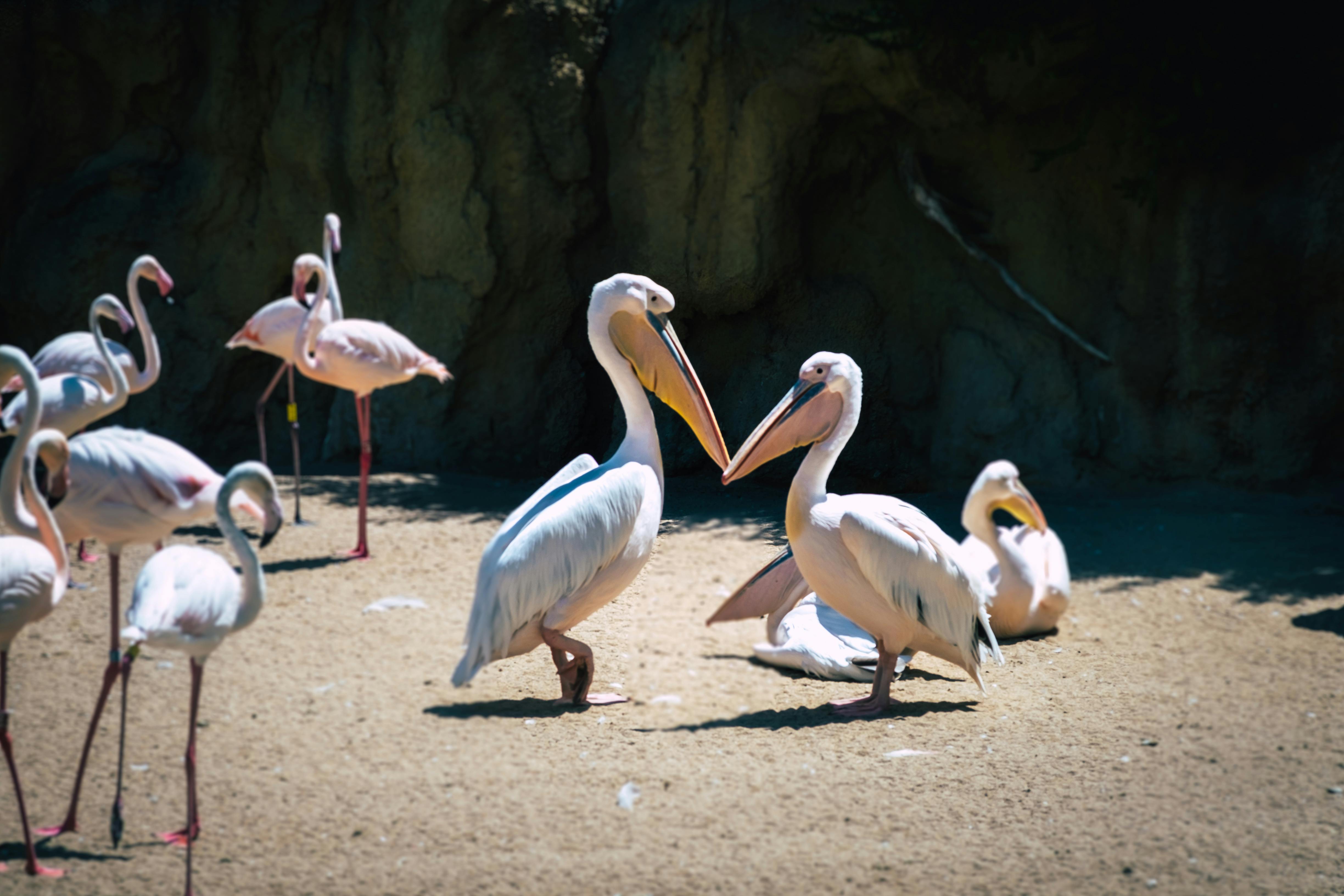 Pelicans and Flamingos Together · Free Stock Photo