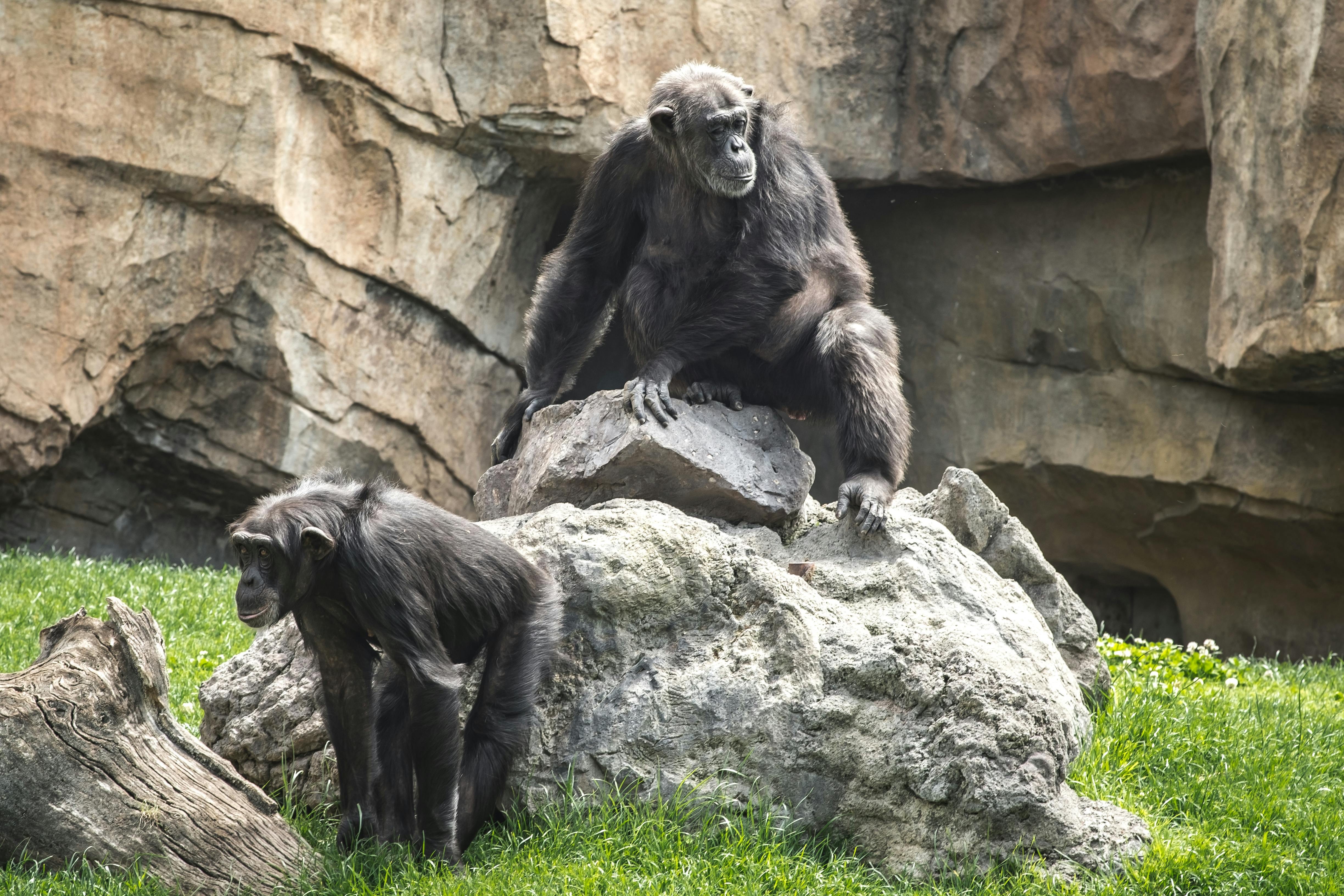 Chimpanzee Sitting on Top of Rock · Free Stock Photo