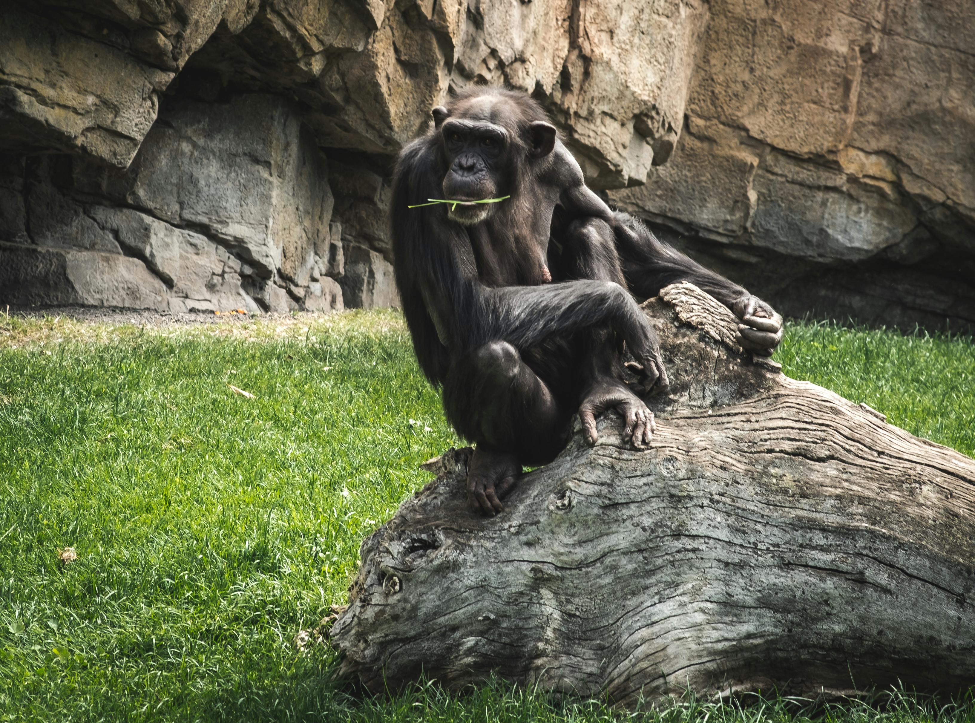 Chimpanzee Sitting on Tree Trunk · Free Stock Photo
