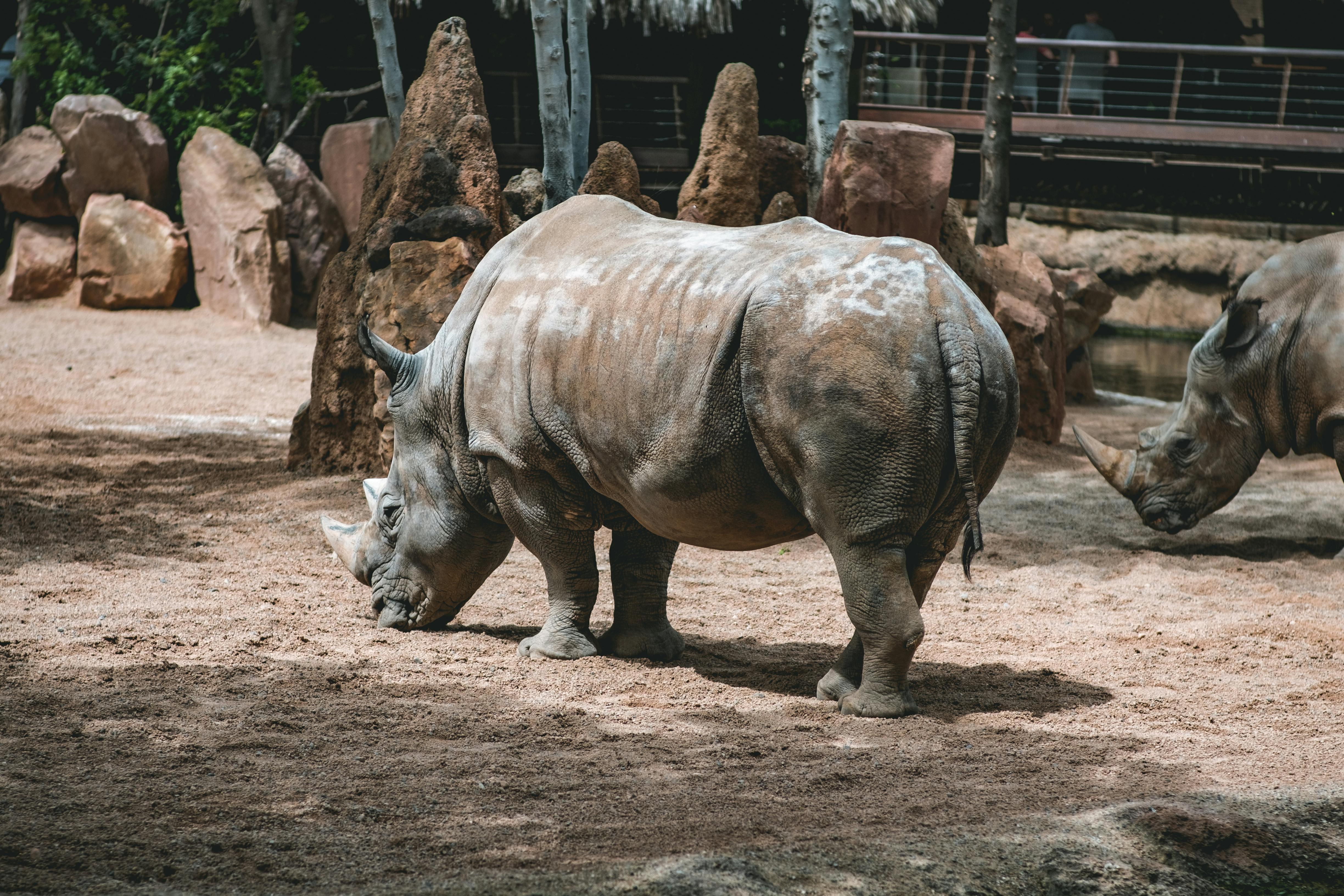 A Rhinoceros in the Zoo · Free Stock Photo