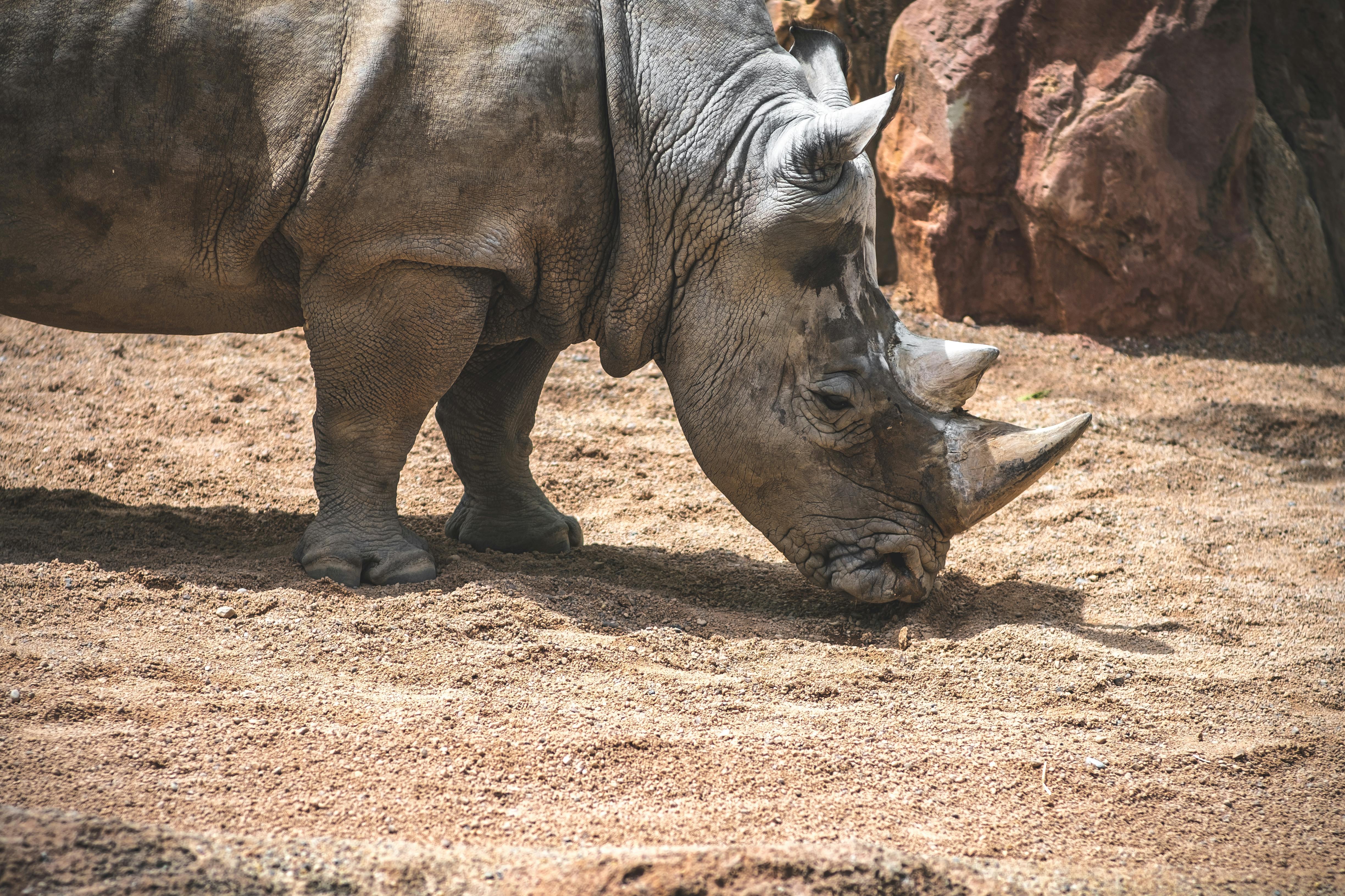 Gray Rhino in Macro Photography · Free Stock Photo
