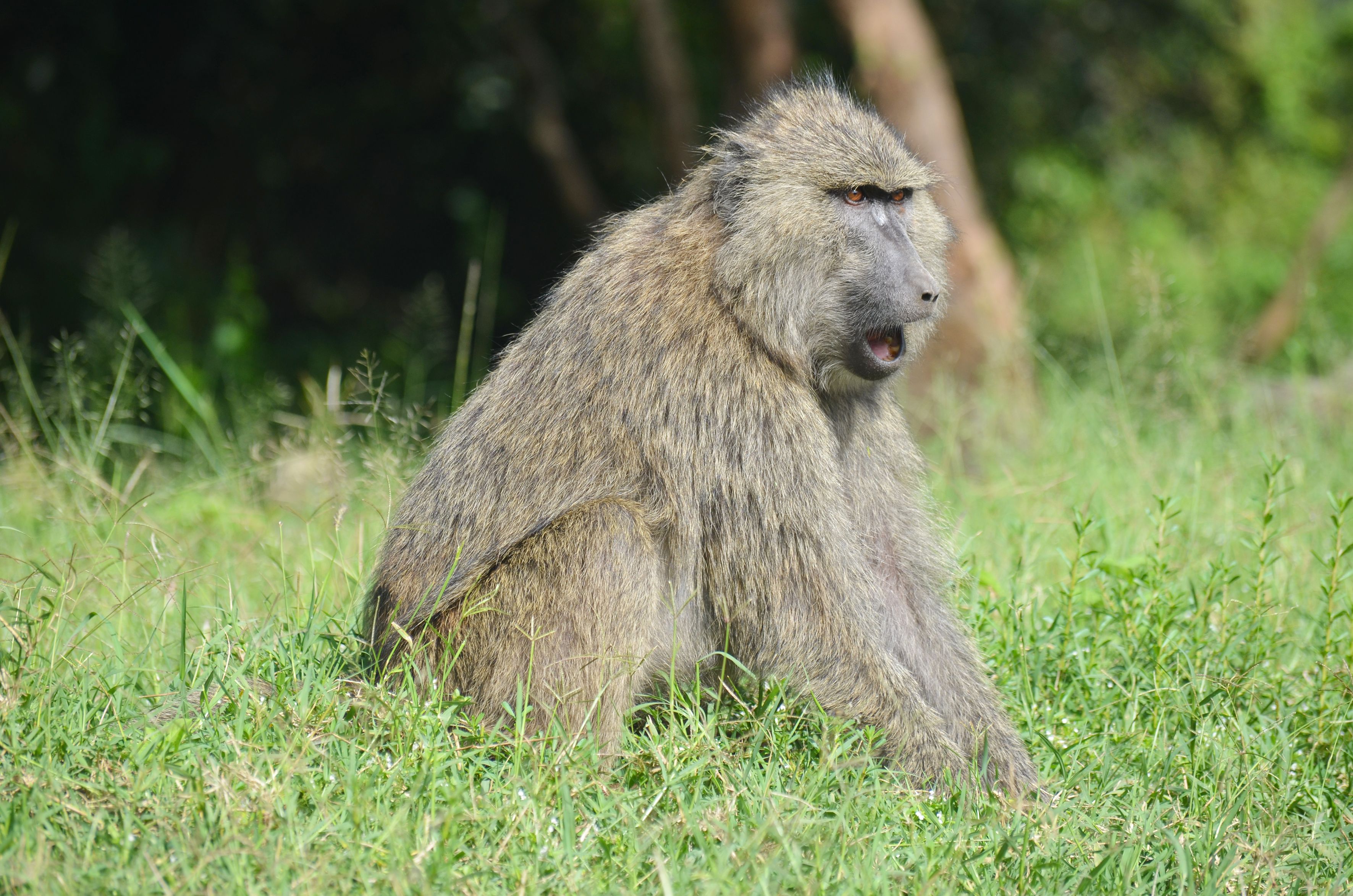 Brown Monkey on Gray Rock · Free Stock Photo
