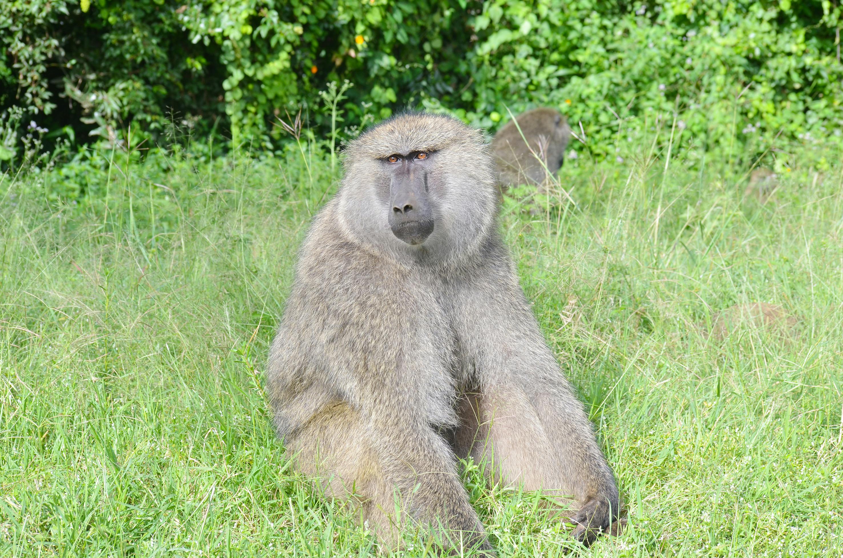 Brown Monkey on Gray Rock · Free Stock Photo