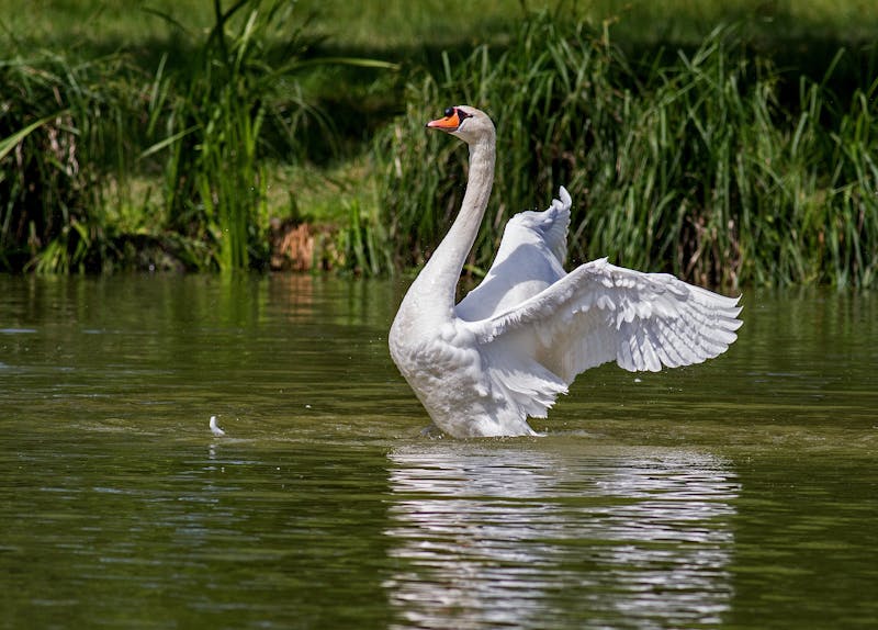 Swan Photos, Download The BEST Free Swan Stock Photos & HD Images