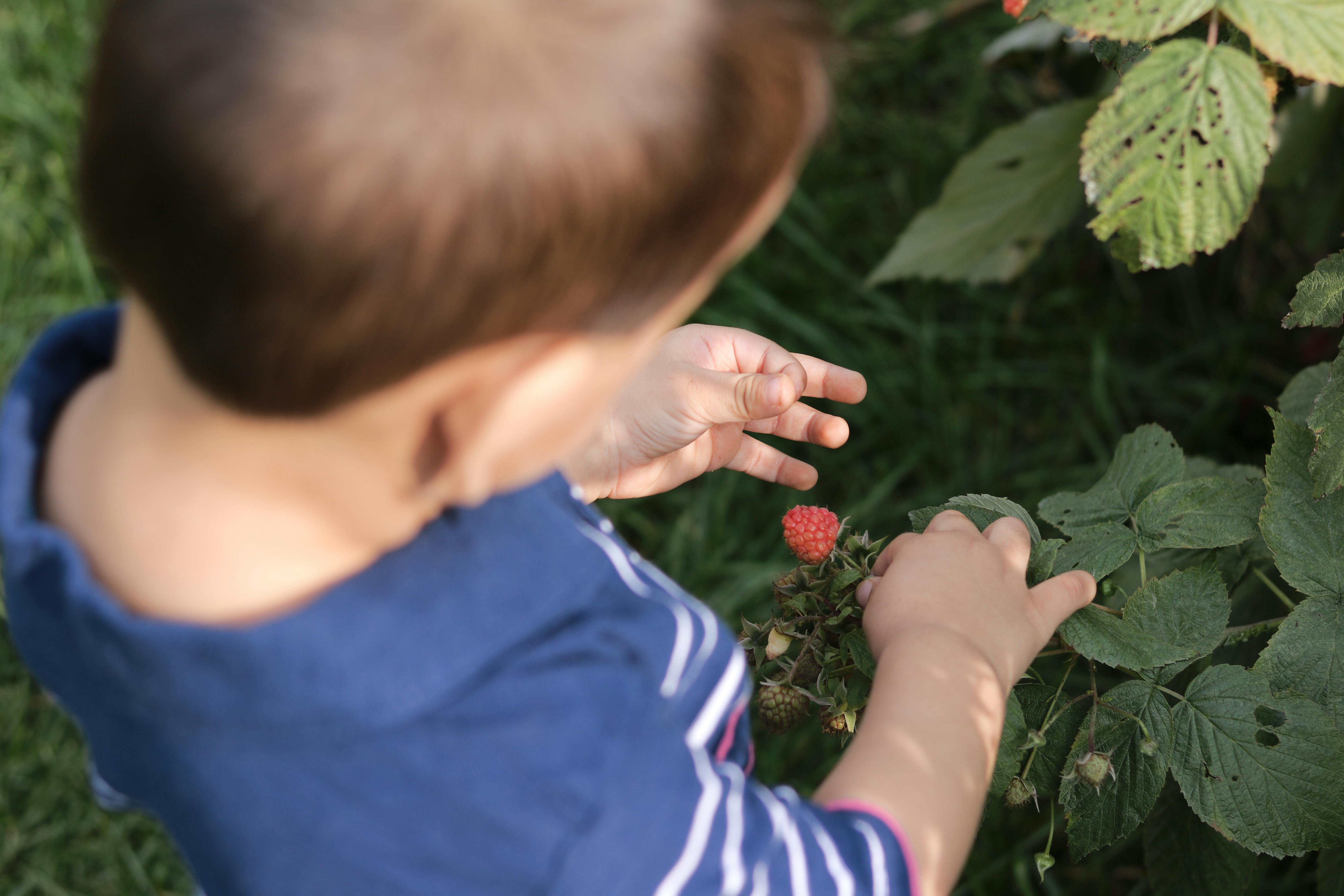 A Boy in Blue Shirt Holding a Raspberry Fruit on a Shrub · Free Stock Photo