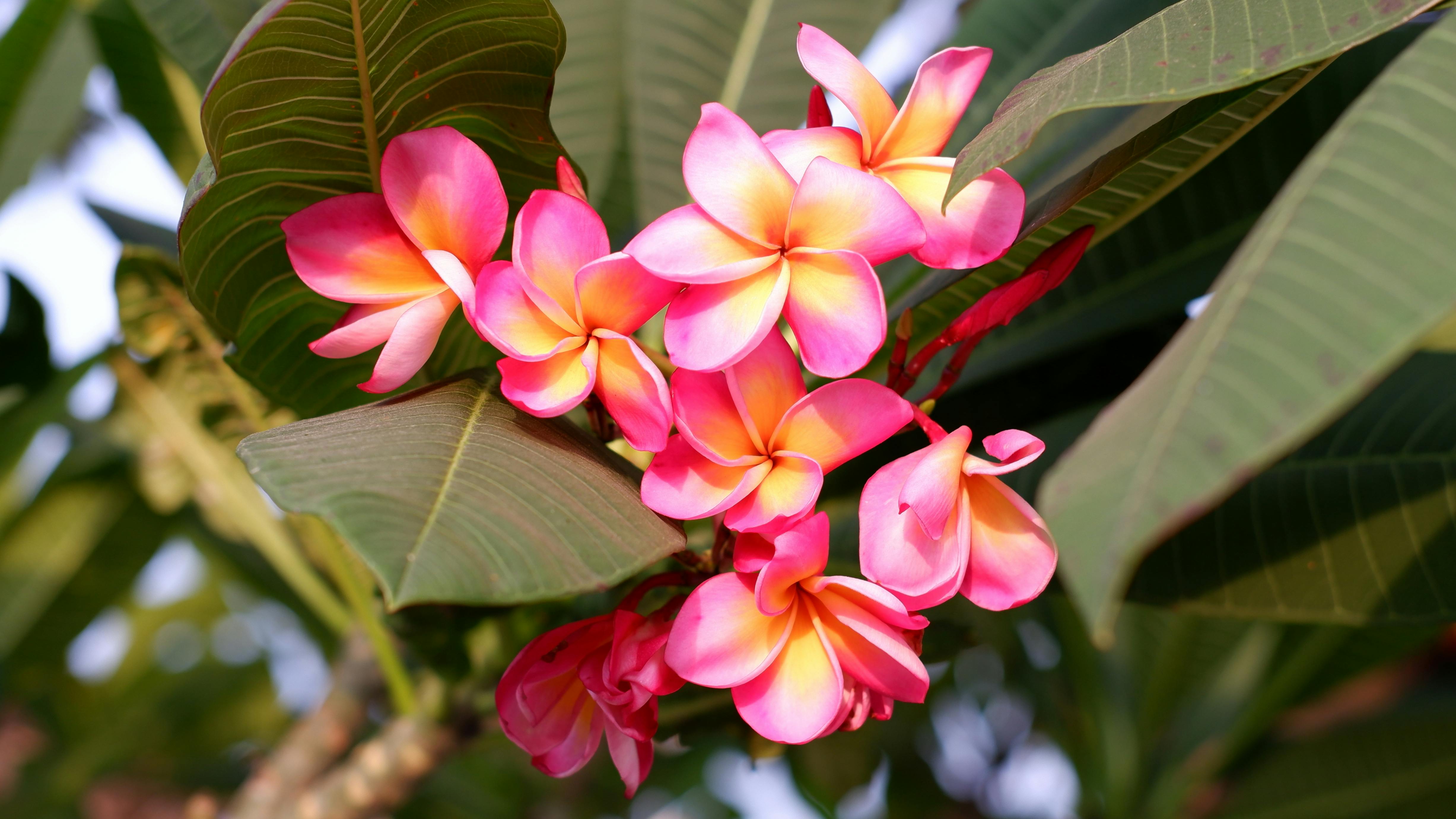 Plumeria (ลีลาวดี) 7 Photos & Videos Collected by keng muansuk