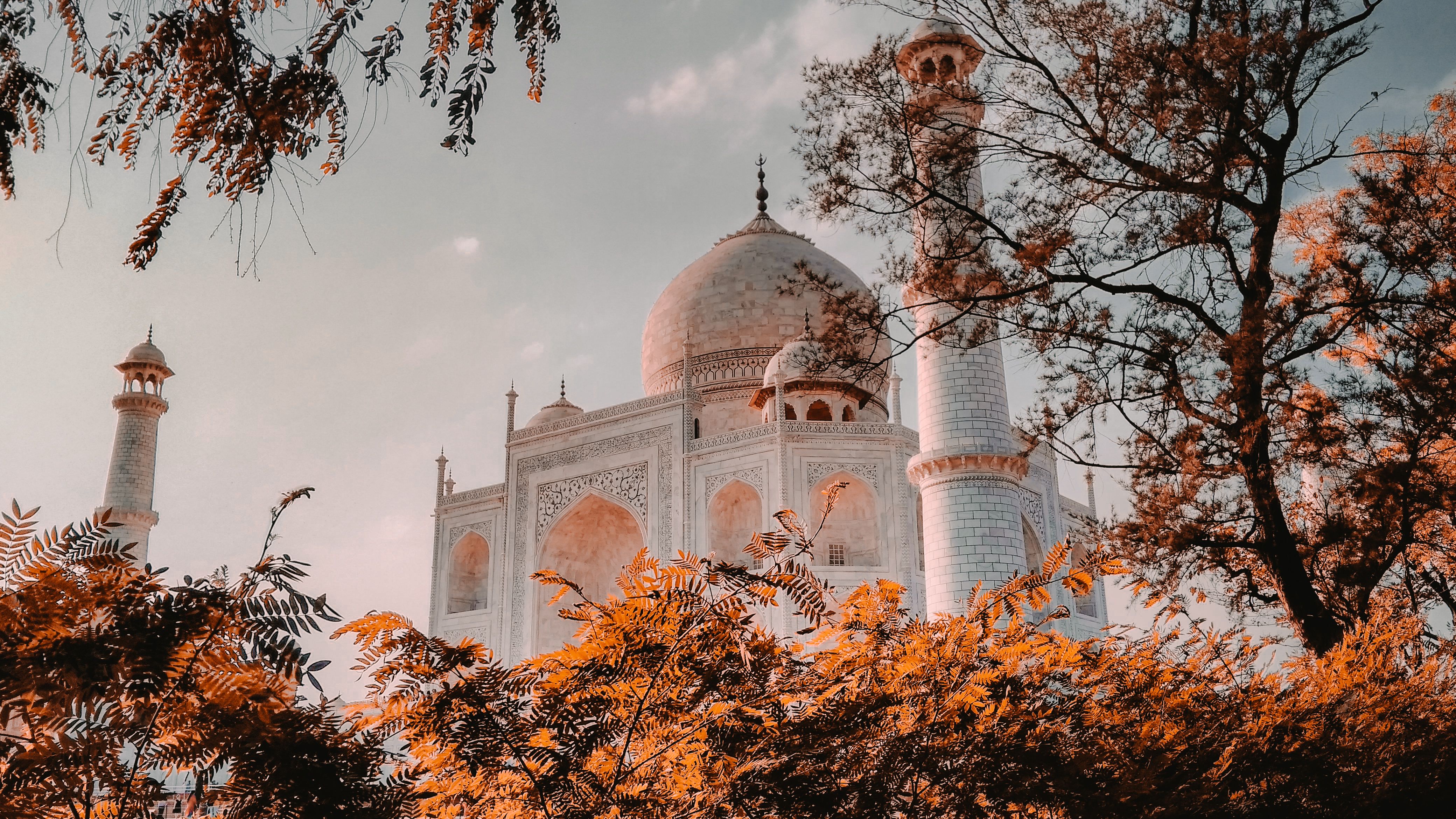 Low Angle Shot of Taj Mahal through Tree Branches · Free Stock Photo