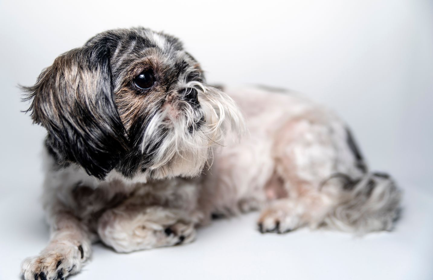 Uncovering Shih Tzu History: What Were Shih Tzus Bred For?