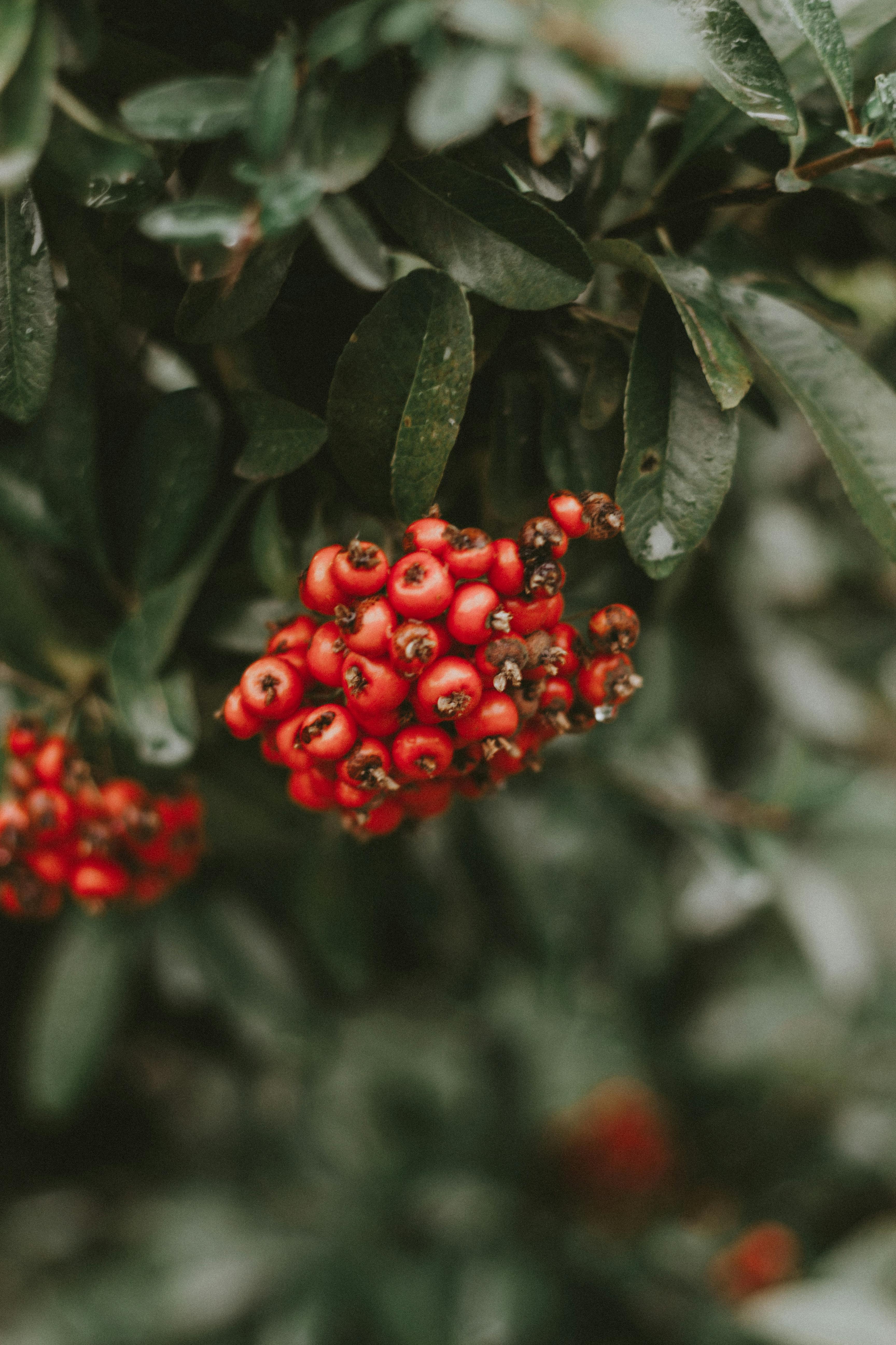 Ripe berries on tree branch · Free Stock Photo
