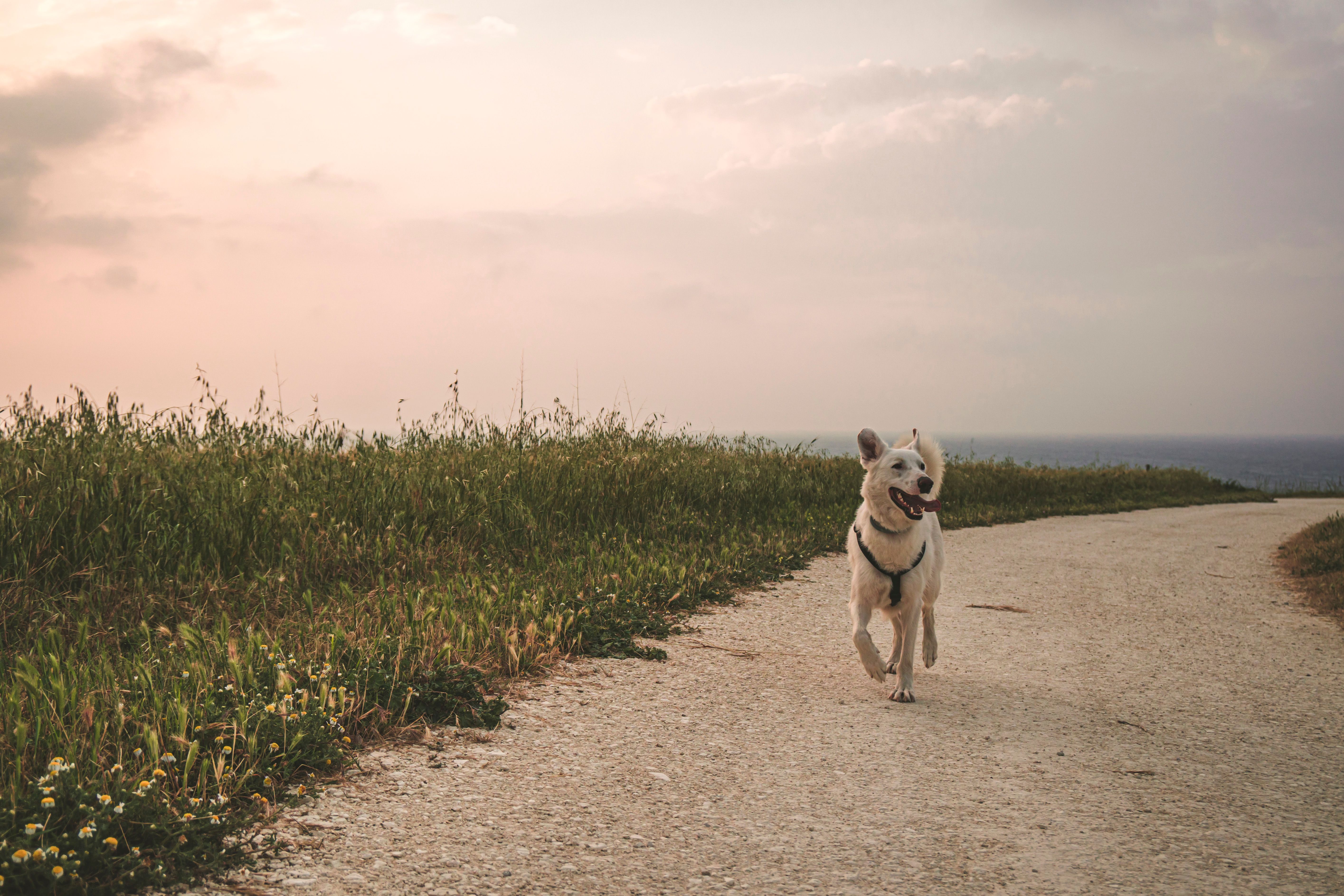 Man and Woman Walking Dog on Tarmacked Road · Free Stock Photo