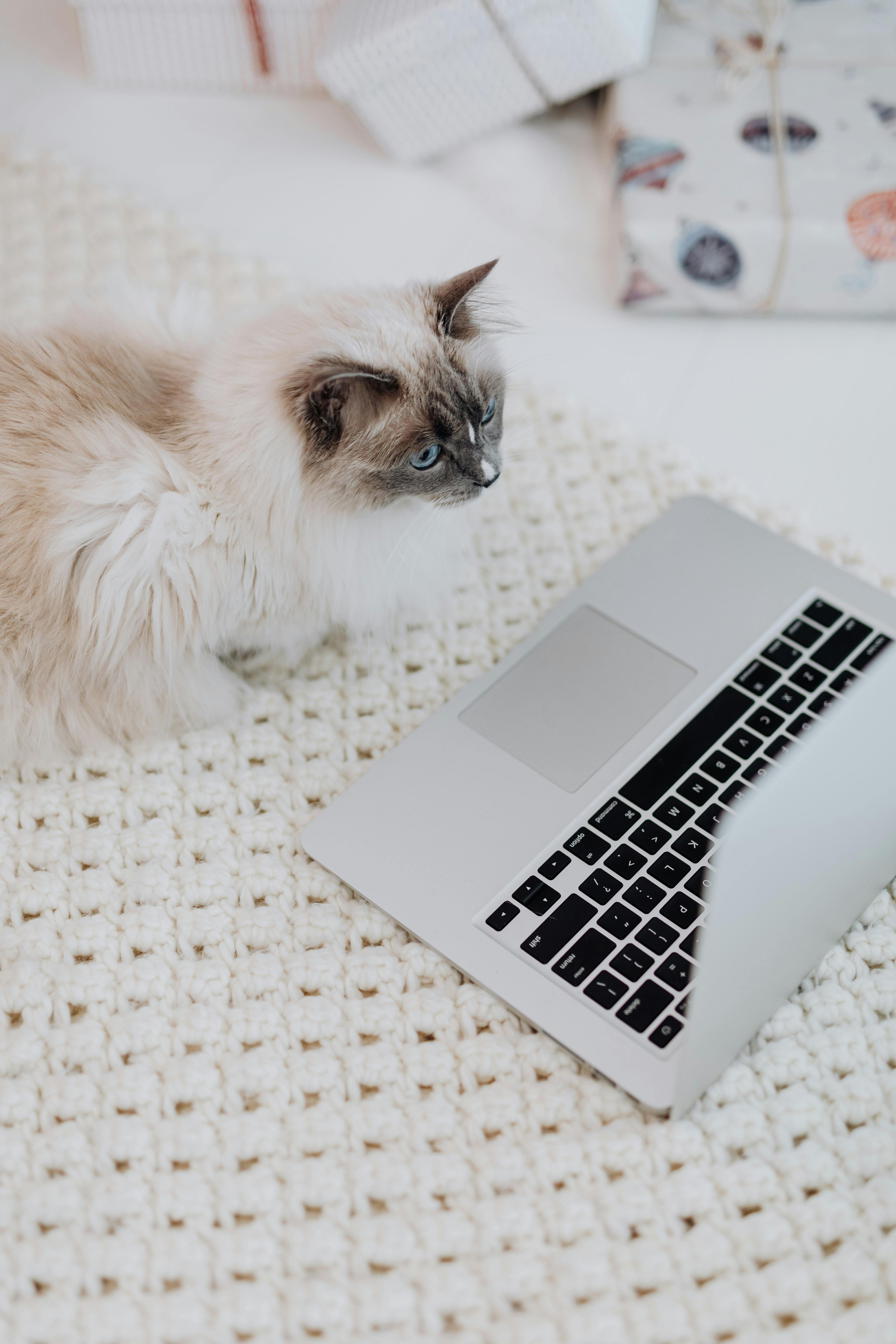 Cat Looking at Laptop · Free Stock Photo