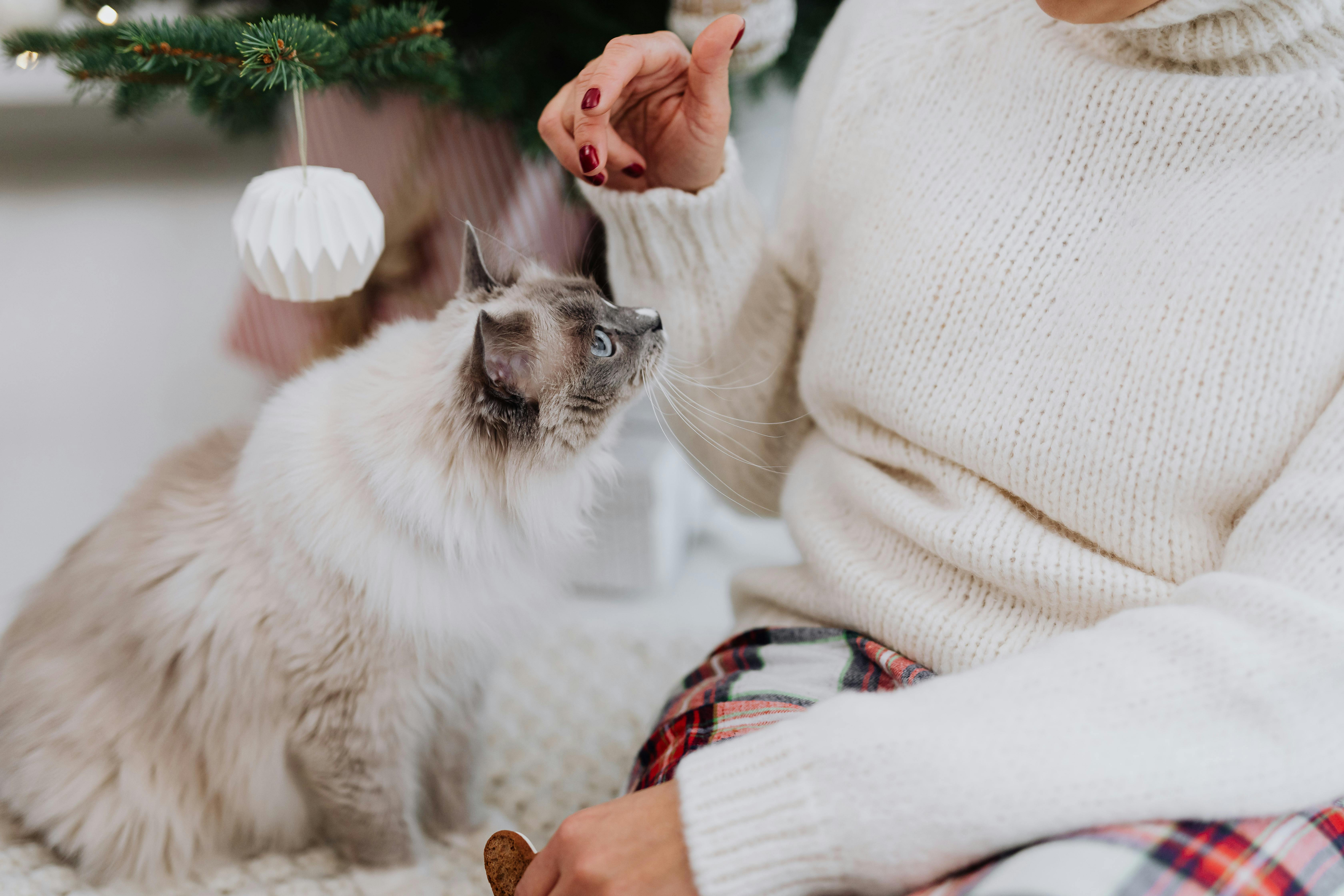 Person Pointing At Cat Photos, Download The BEST Free Person Pointing ...