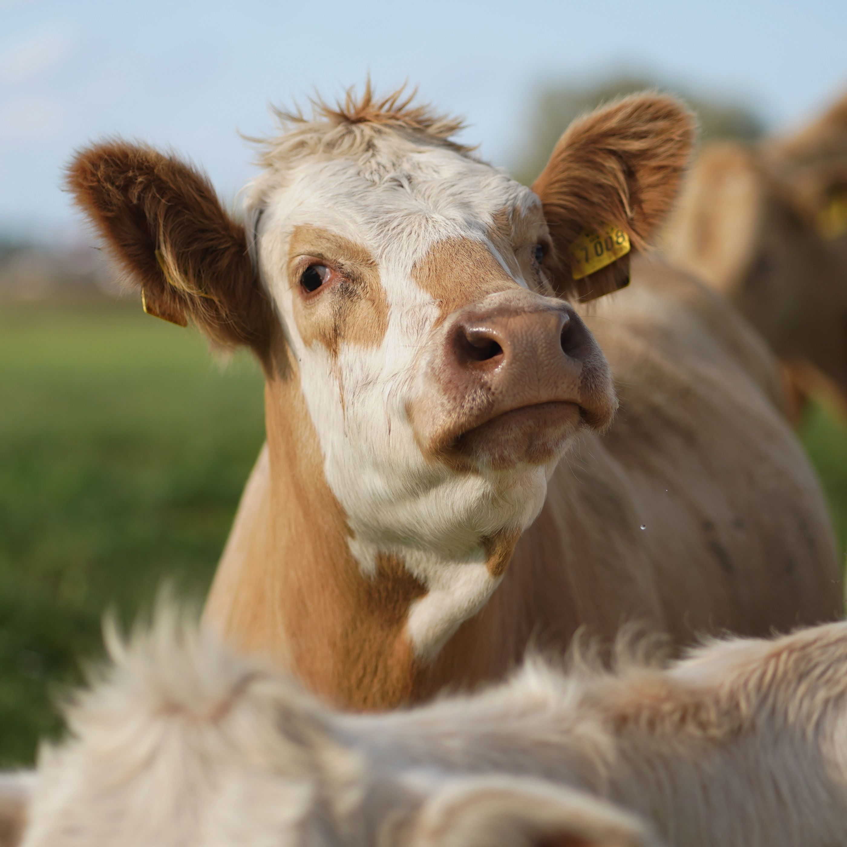 Close-Up Shot of a Hinterwald Cattle on Grass Field · Free Stock Photo