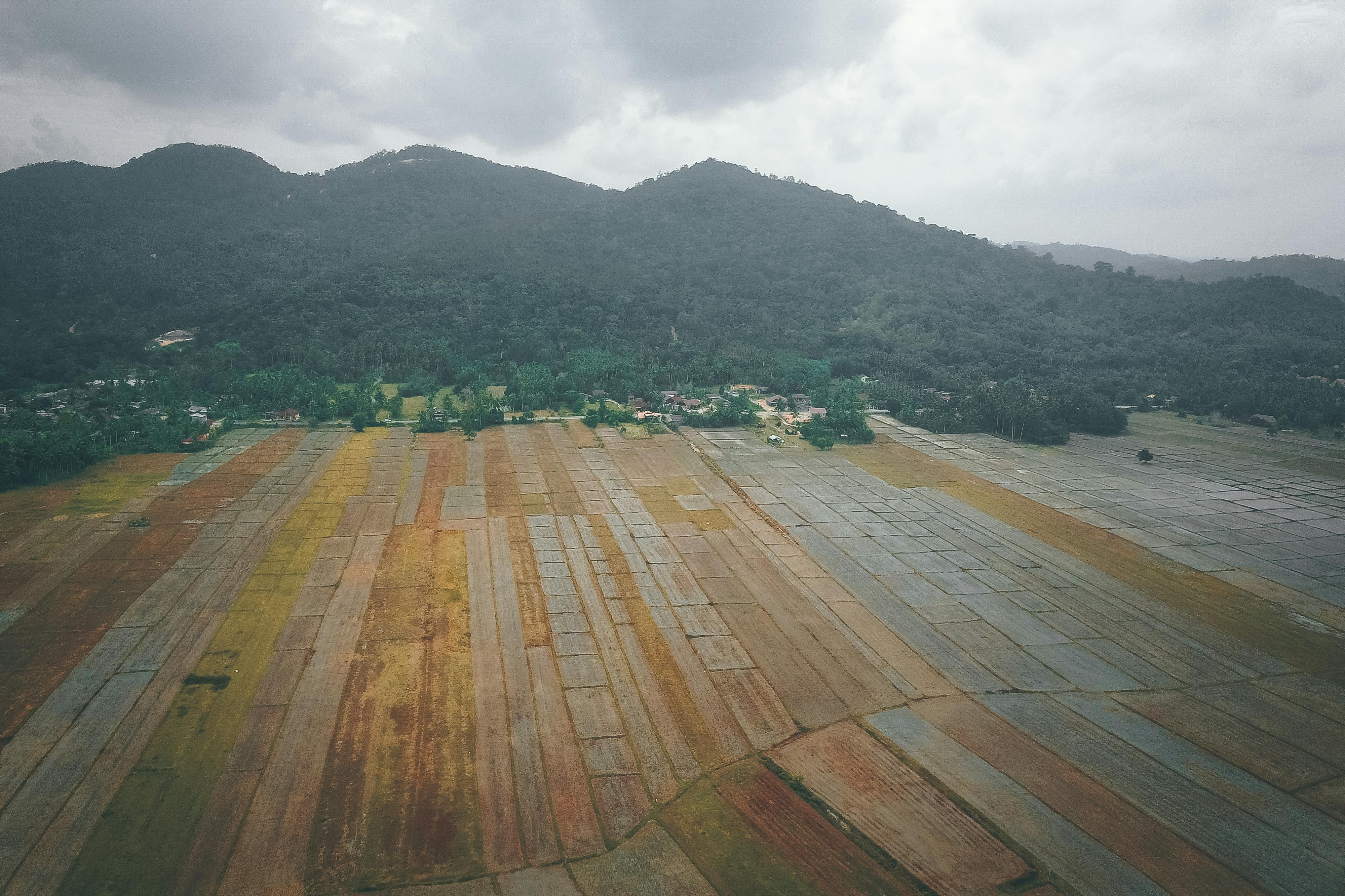 Lush green rice fields in rural area · Free Stock Photo