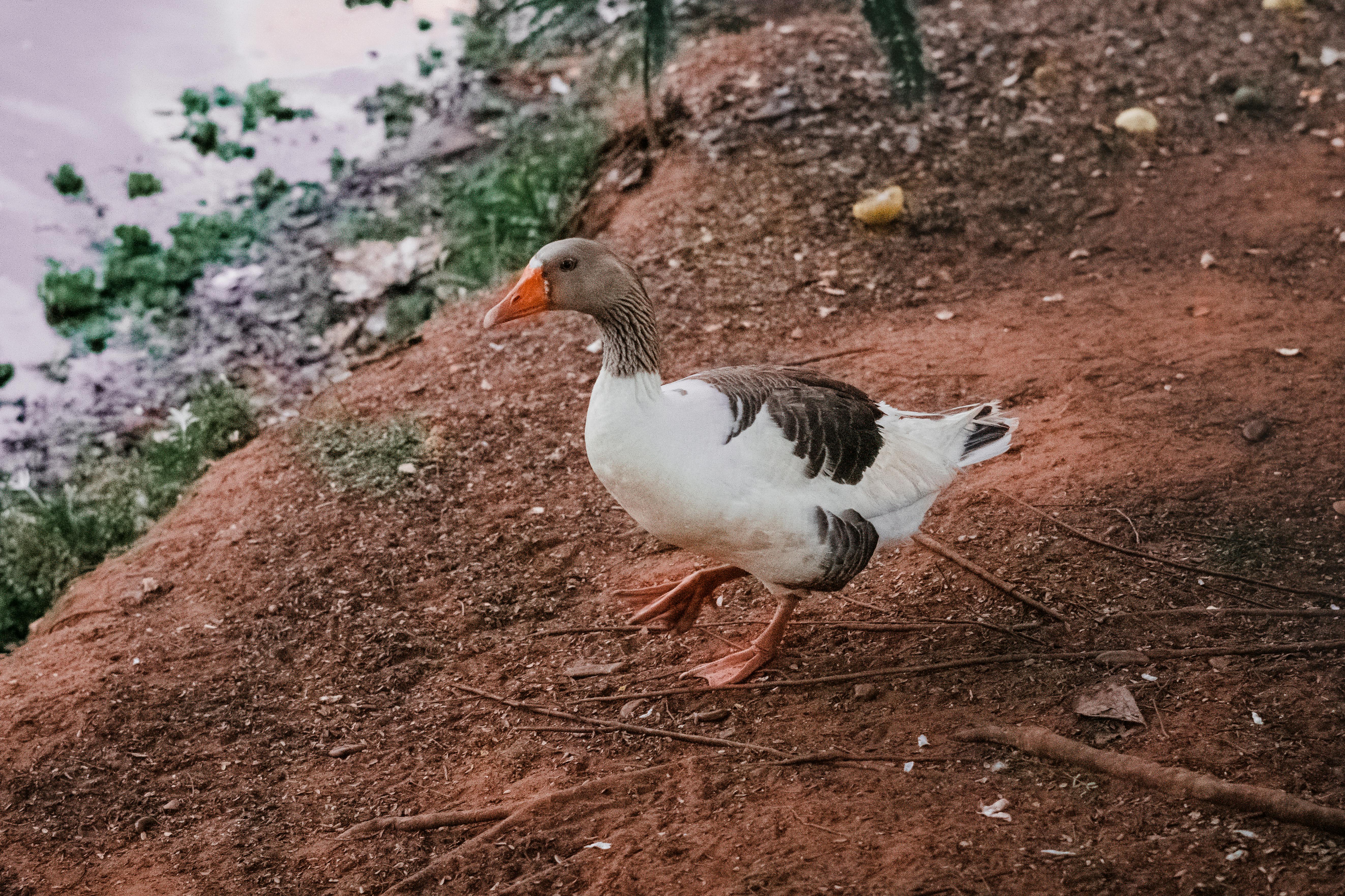 White Goose Walking on Brown Soil · Free Stock Photo